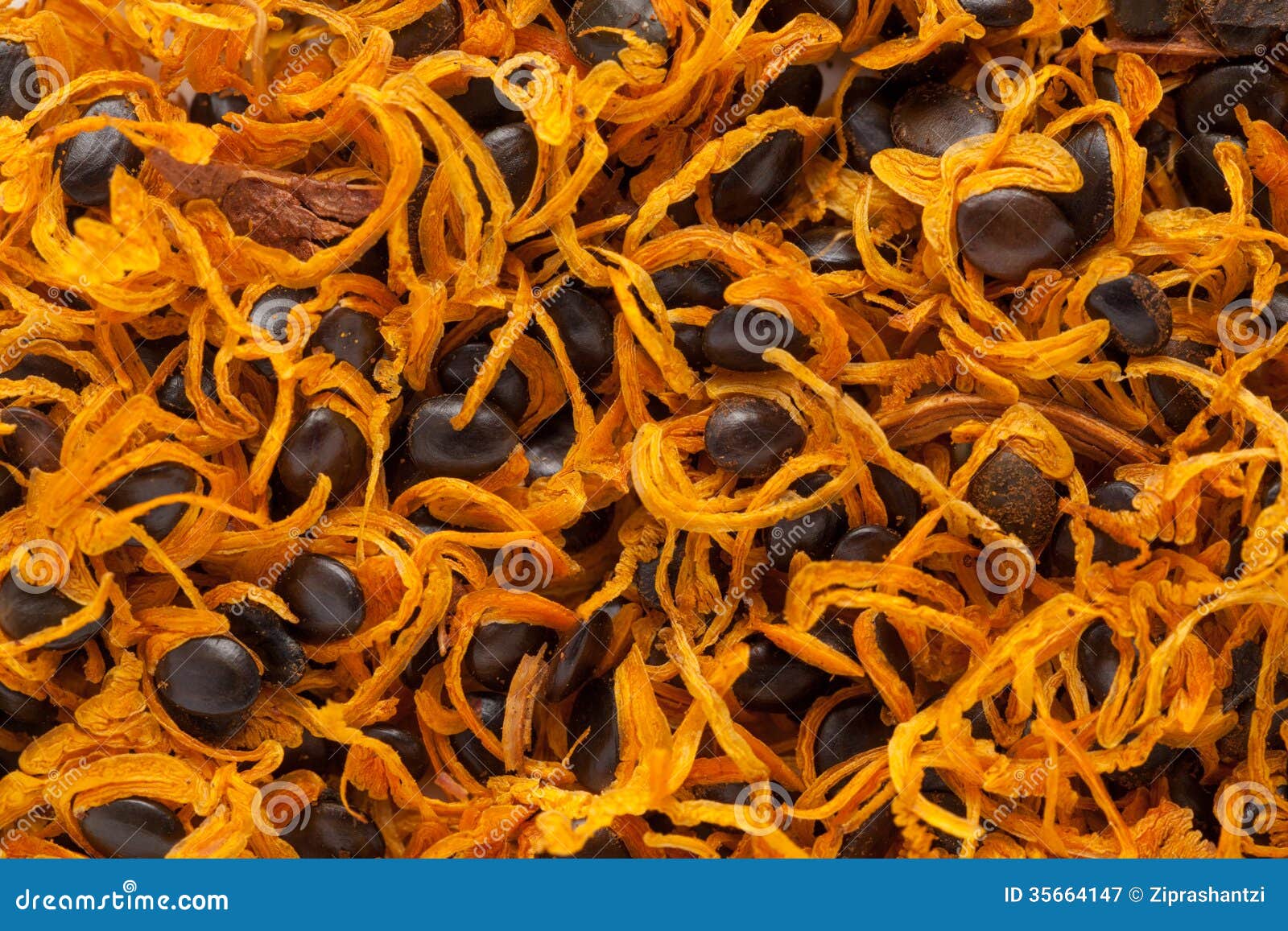 Acacia seed stock image. Image of medicinal, yellow, ayurveda - 35664147