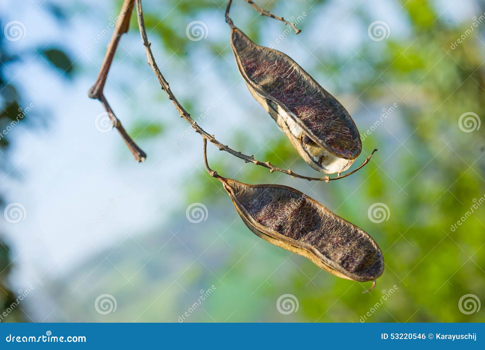 Acacia Seed Pods stock photo. Image of pycnantha, natural - 53220546