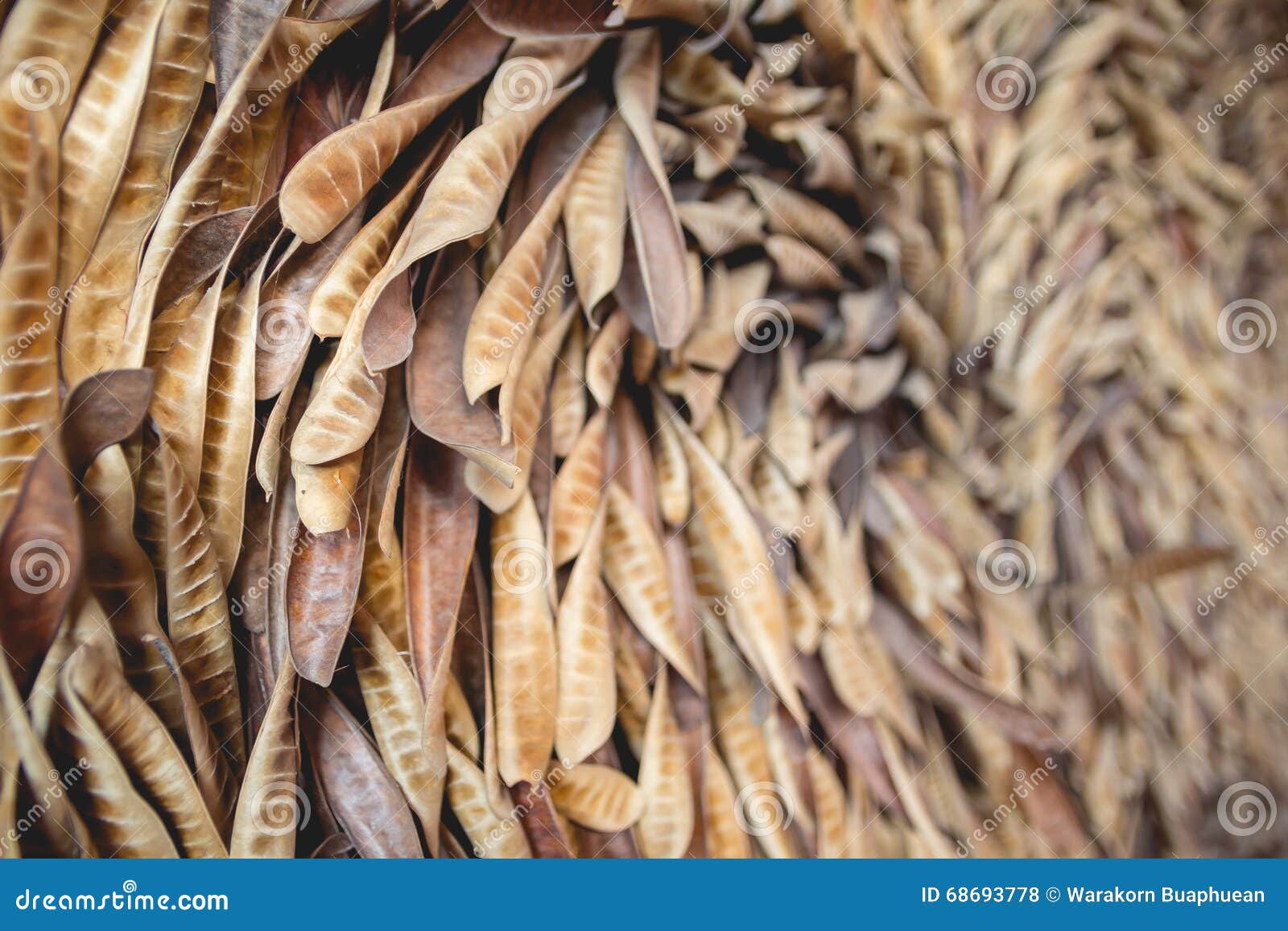 Hanging Acacia Tree Branches Stock Image | CartoonDealer.com #68135161
