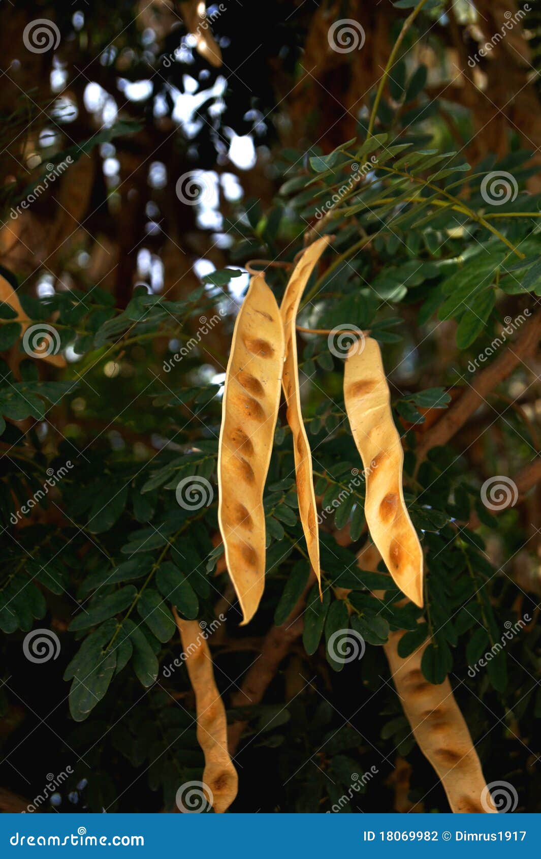 Acacia seeds in pods stock photo. Image of grow, plant - 18069982