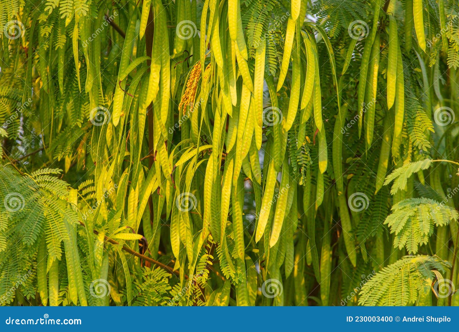 Acacia seeds on a tree stock photo. Image of green, branch - 230003400