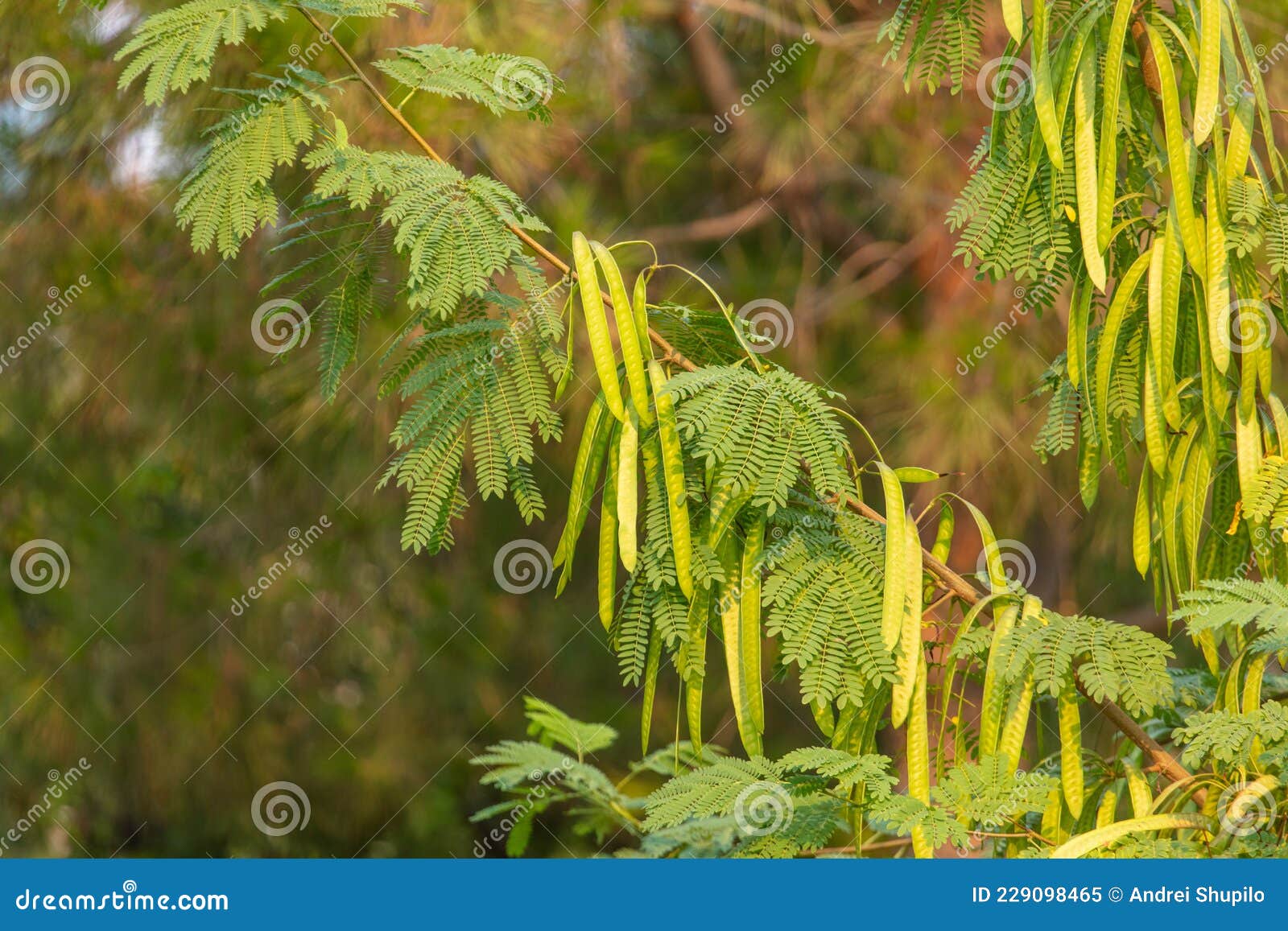 Acacia seeds on a tree stock image. Image of green, tamarind - 229098465