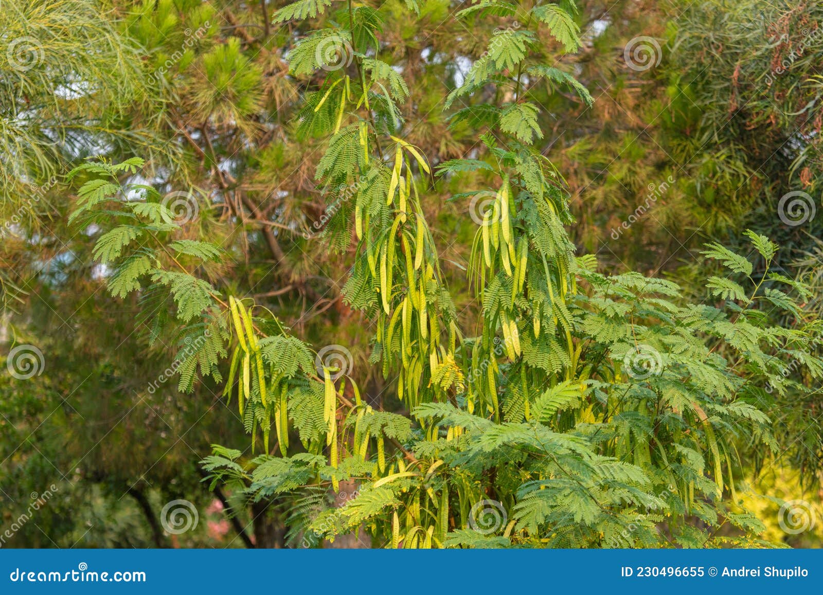 Acacia seeds on a tree stock image. Image of seed, nature - 230496655