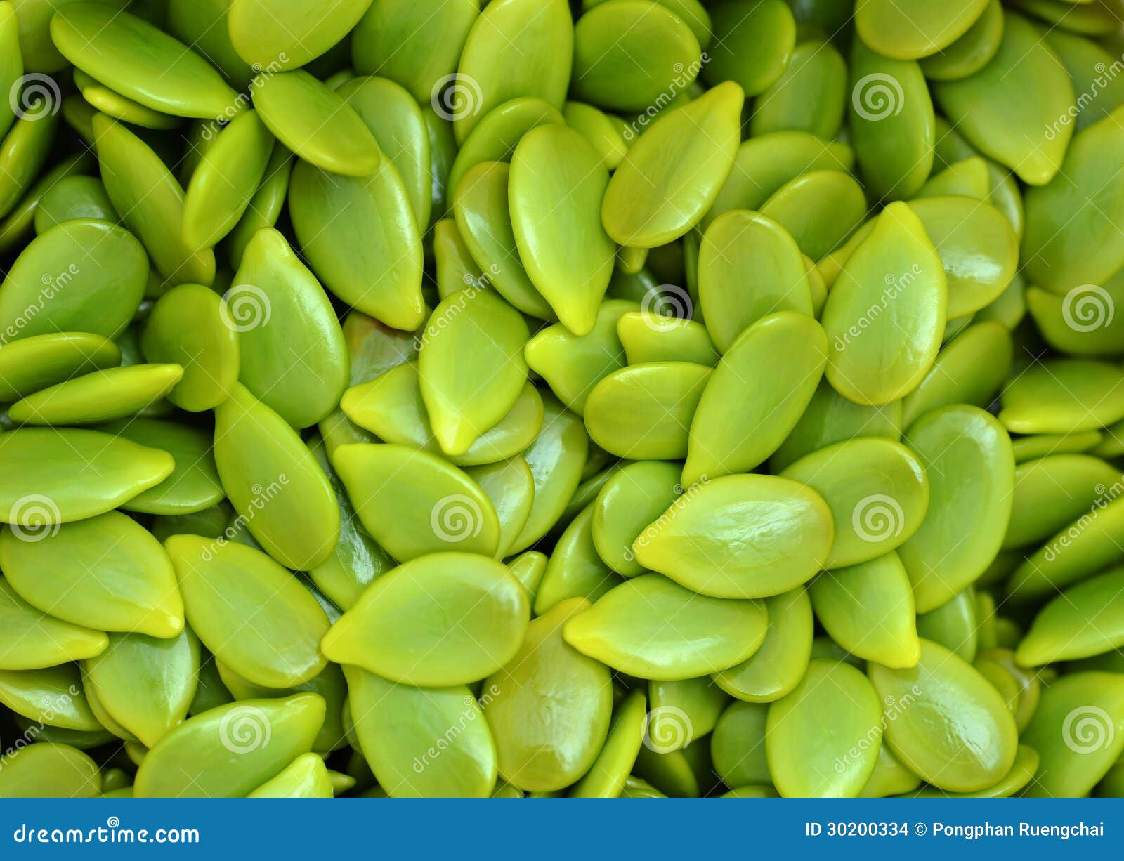 Acacia seeds stock photo. Image of plants, tree, environment - 30200334