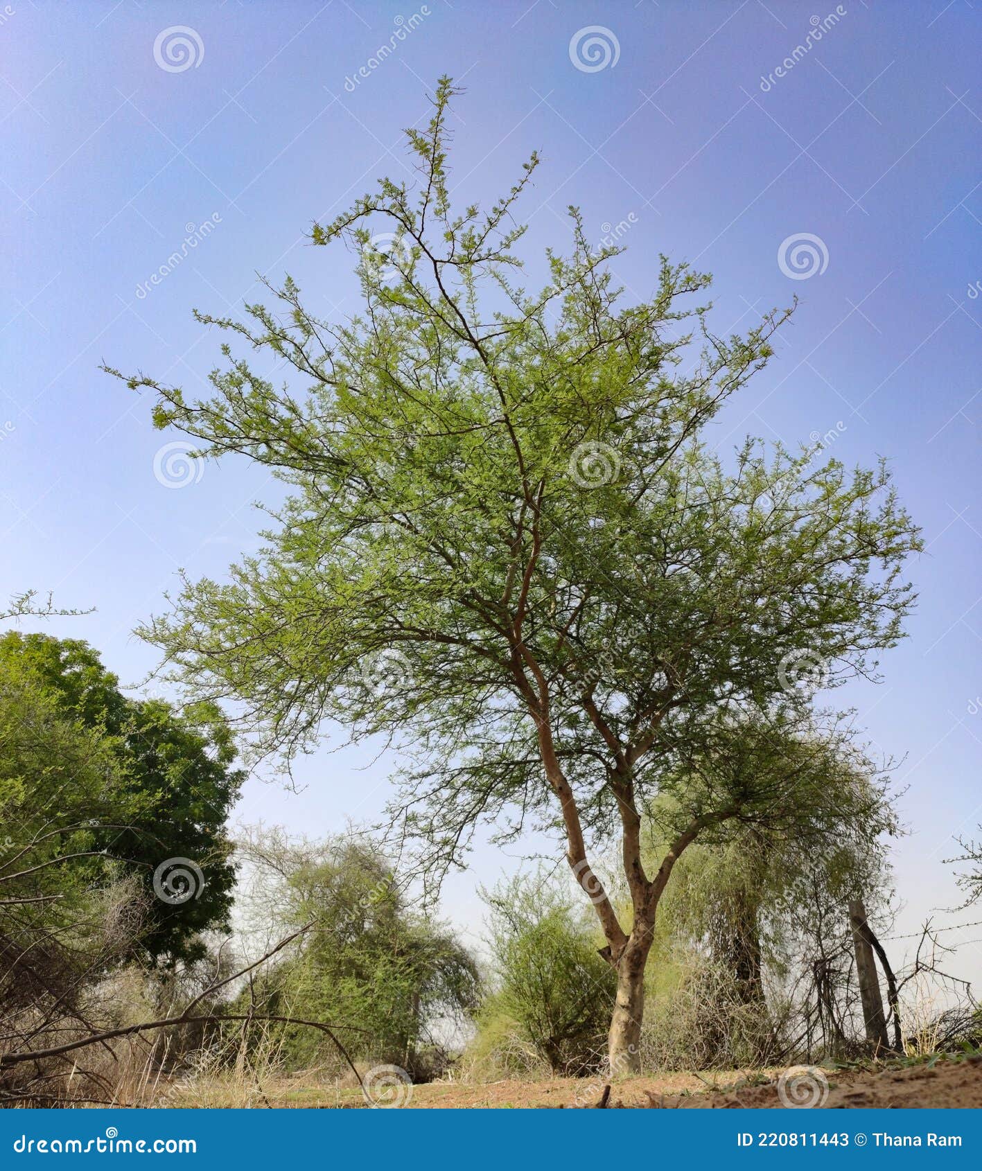 Acacia Senegal Kumatiya Tree with Blue Sky Stock Image - Image of ...