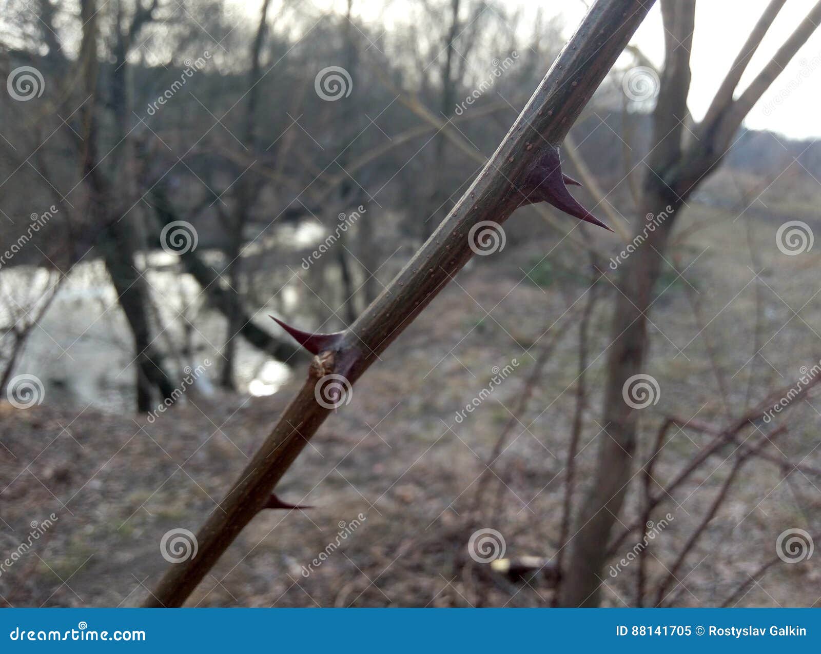 Acacia spines stock image. Image of nature, spines, tree - 88141705