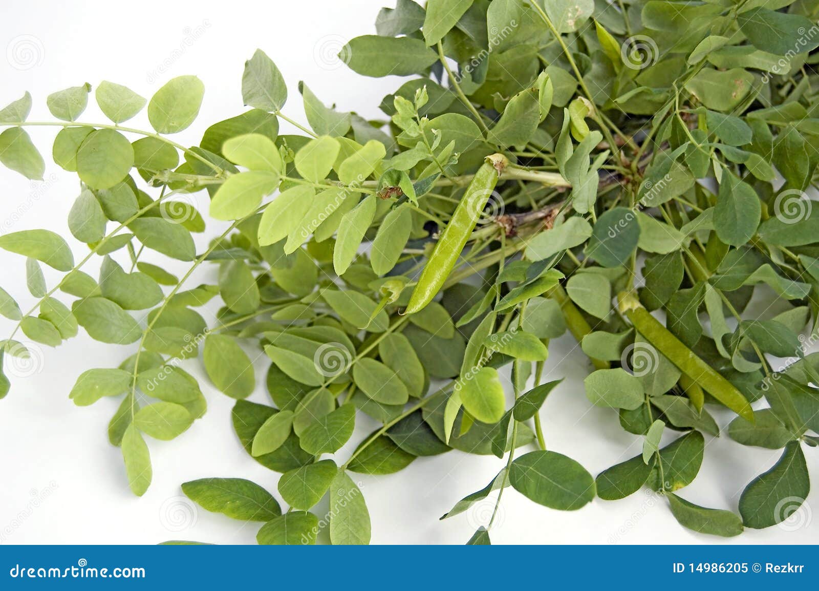 Acacia Sprig stock image. Image of bush, shrub, cutout - 14986205