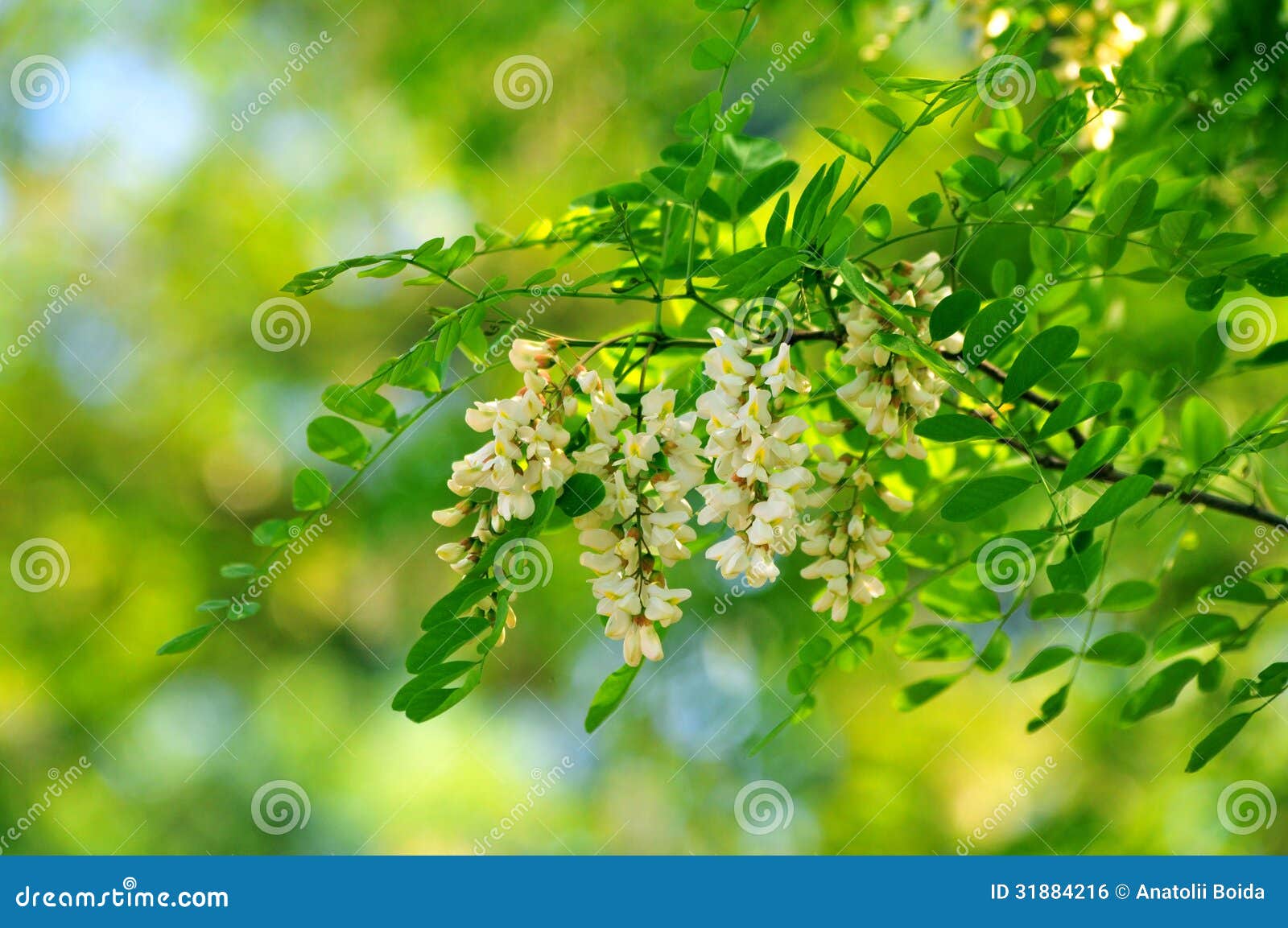 Acacia in spring stock photo. Image of flower, park, freshness - 31884216