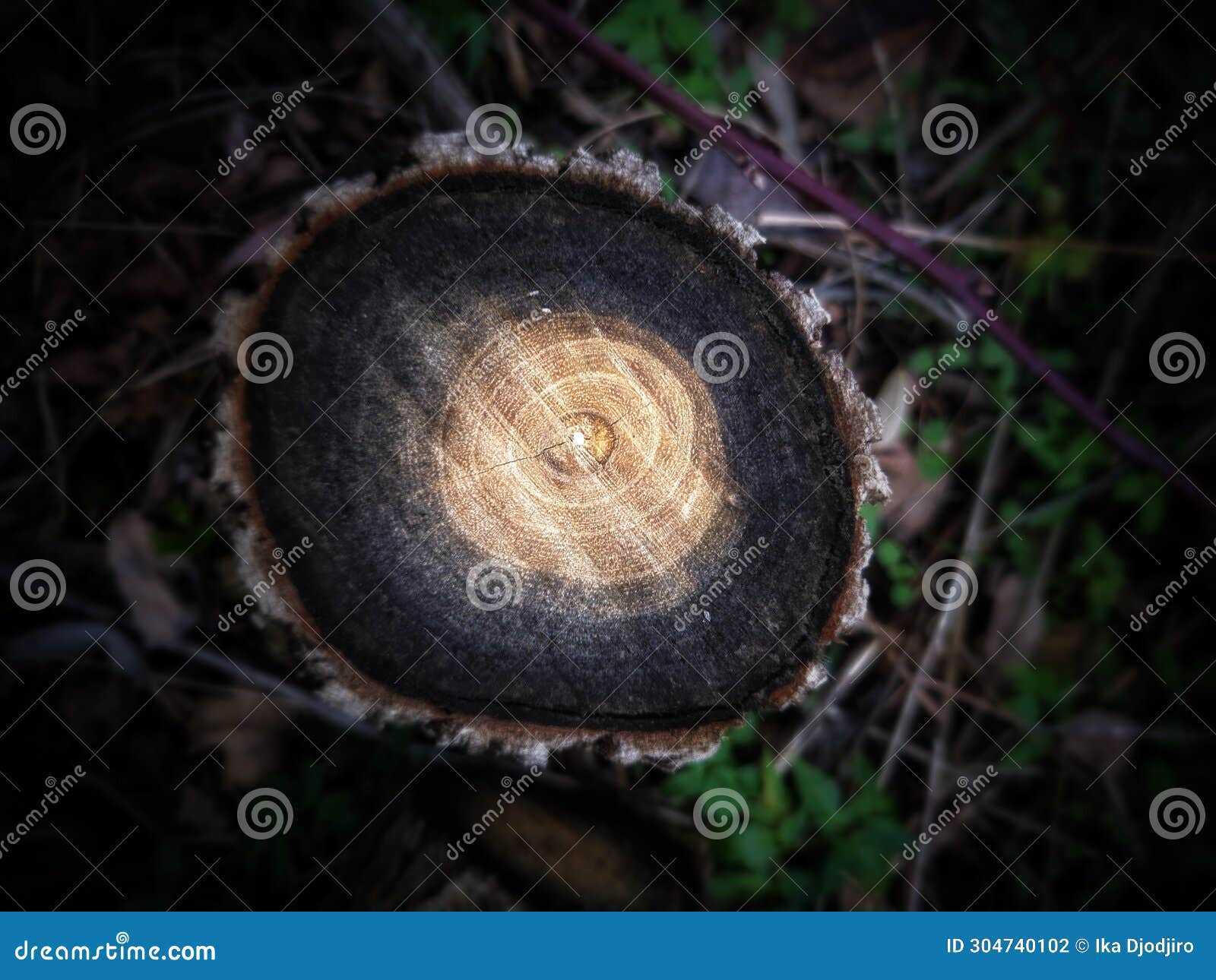 Stump stock photo. Image of tree, forestry, nature, wood - 304740102