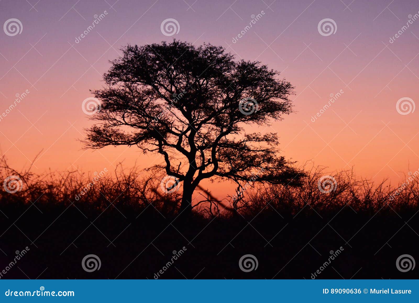 Acacia sunset stock photo. Image of acacia, south, dusk - 89090636