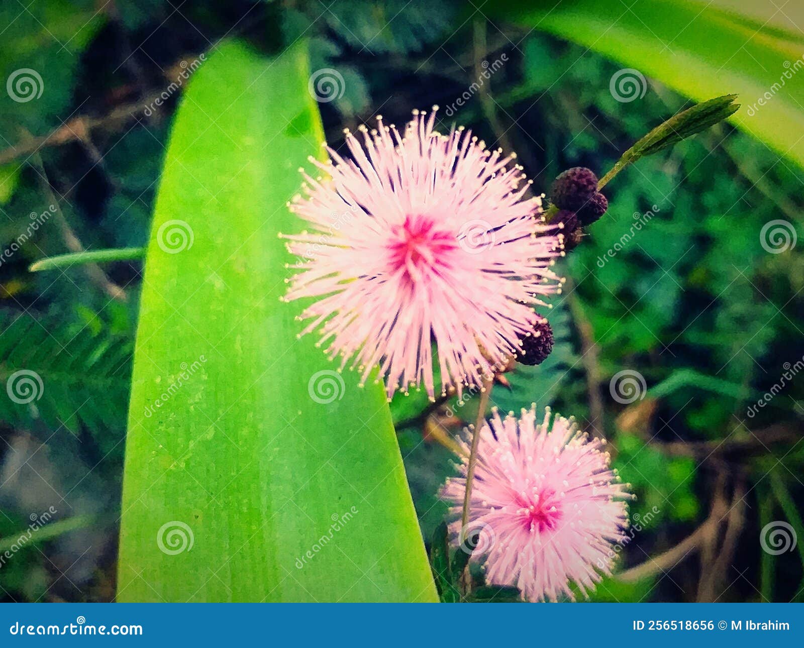 Acacia Terminalis Sunhine Wattle Flower Stock Photo - Image of sunshine ...