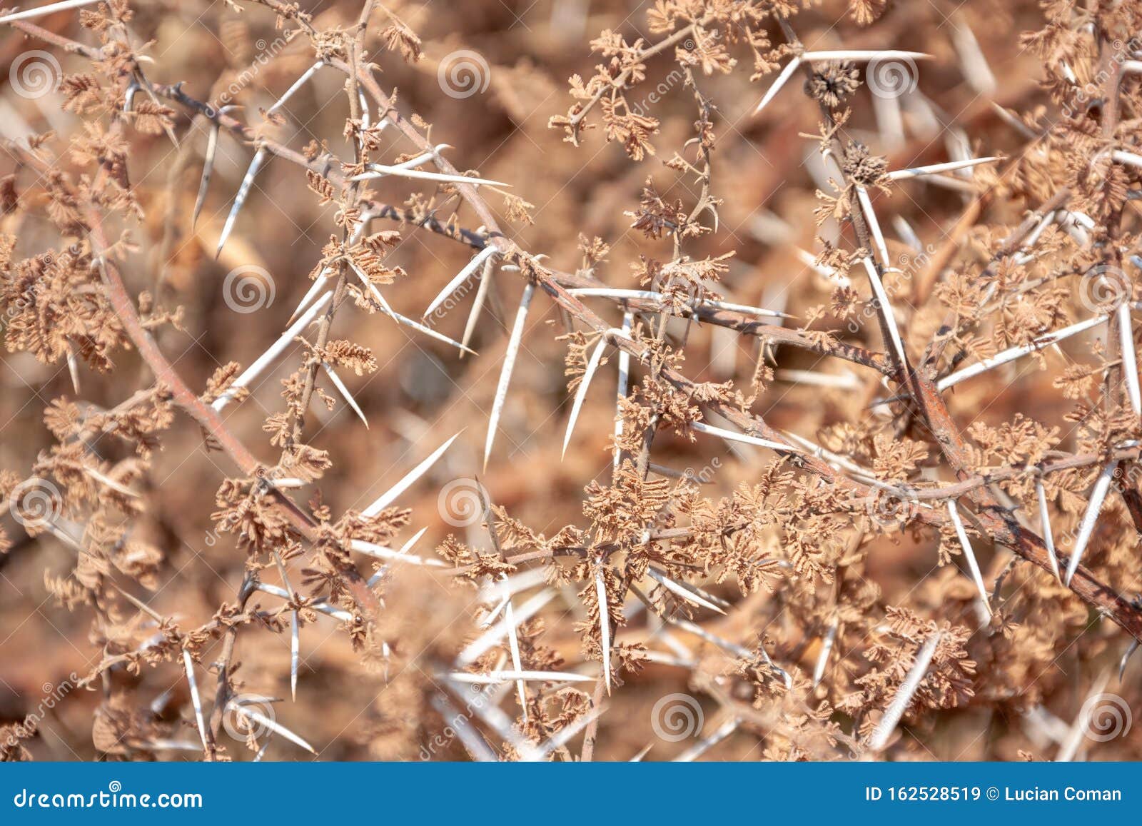 Acacia thorns texture stock image. Image of elements - 162528519