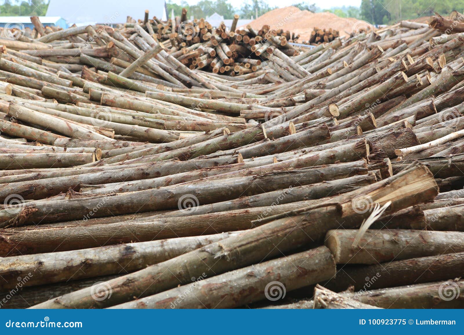 Acacia Timber Log Raw Material Stock Image - Image of trunk, firewood ...