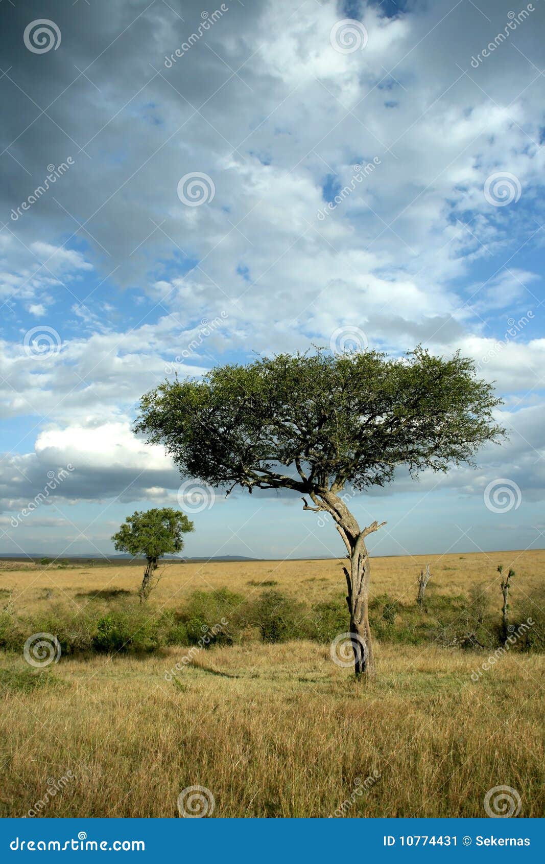 Acacia Tree Royalty-Free Stock Photography | CartoonDealer.com #16371869