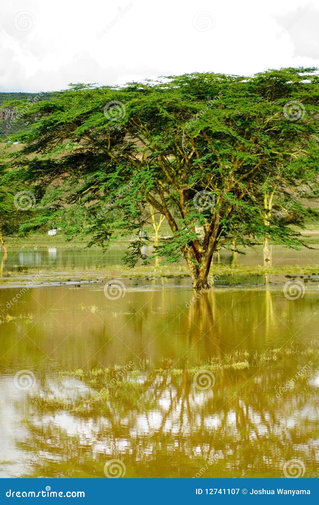 Acacia Tree stock image. Image of light, cloudscape, environmental ...