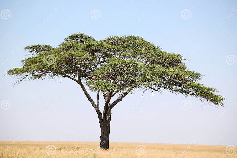 Acacia Tree stock image. Image of plains, africa, east - 1977025