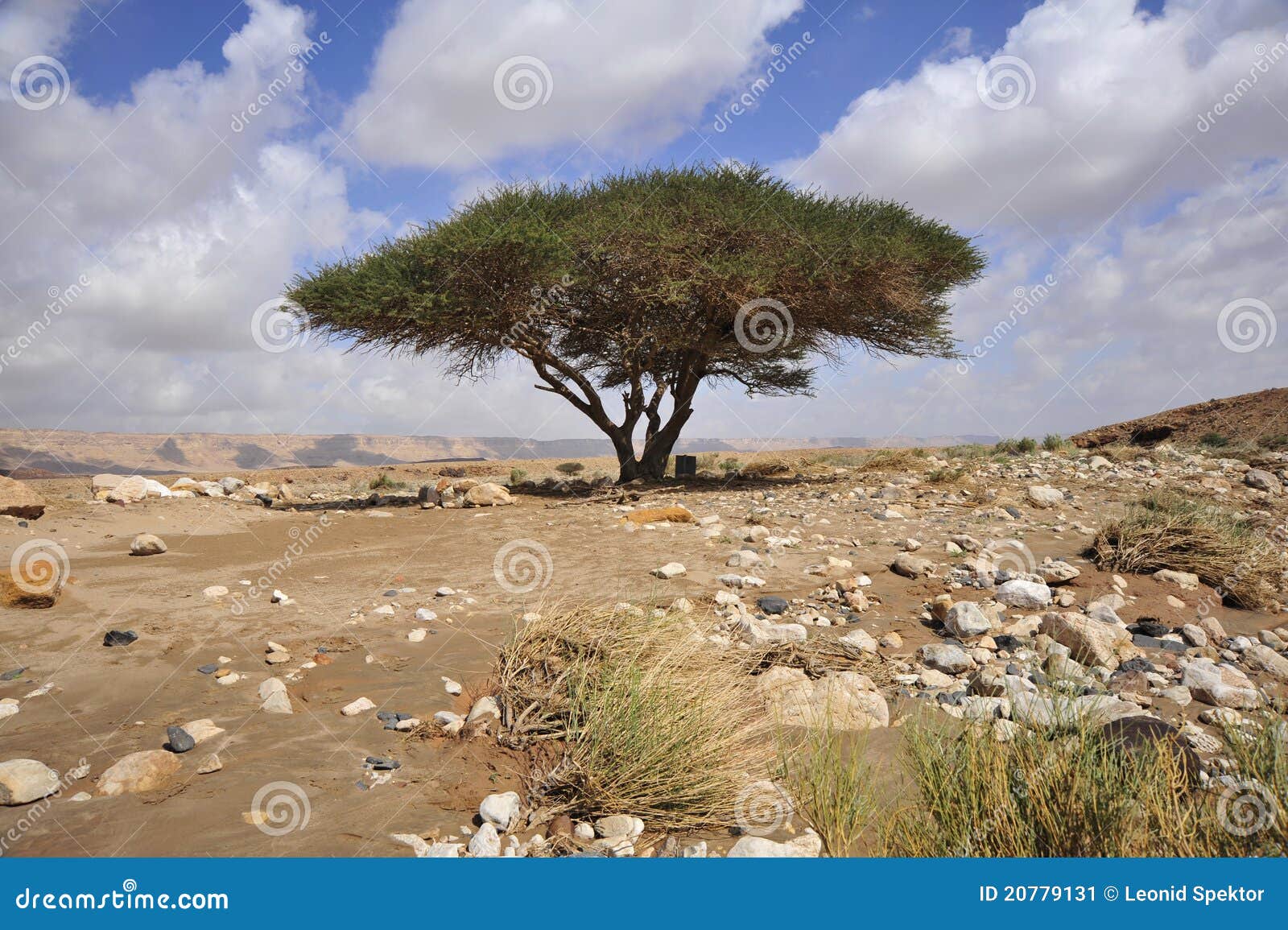 Acacia tree. stock image. Image of green, sunshine, stone - 20779131