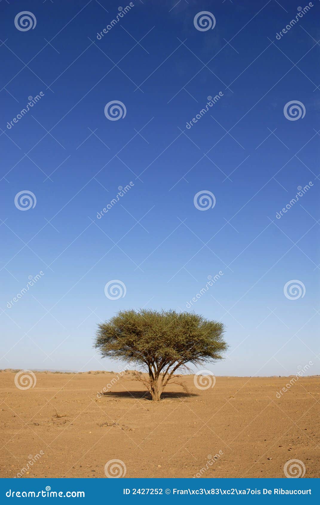 Acacia tree stock photo. Image of rocks, blue, bush, arabia - 2427252