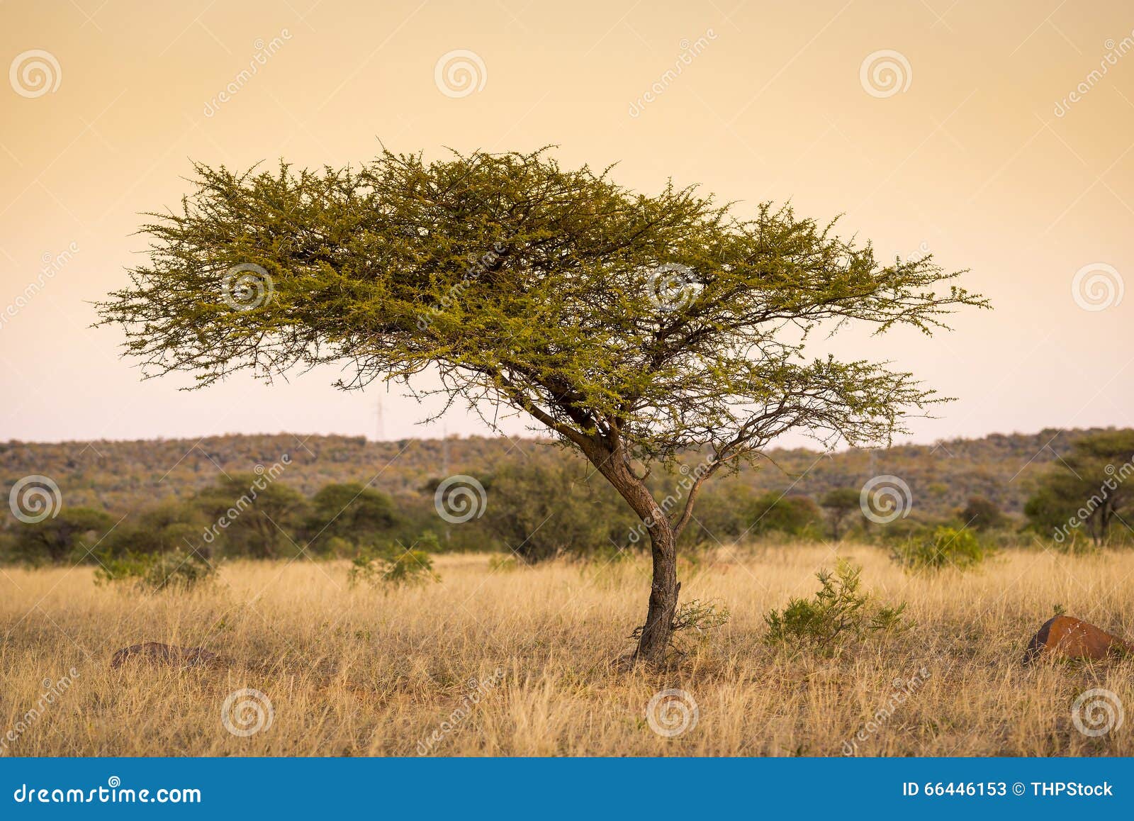 Acacia Tree Africa stock image. Image of savanna, grass - 66446153
