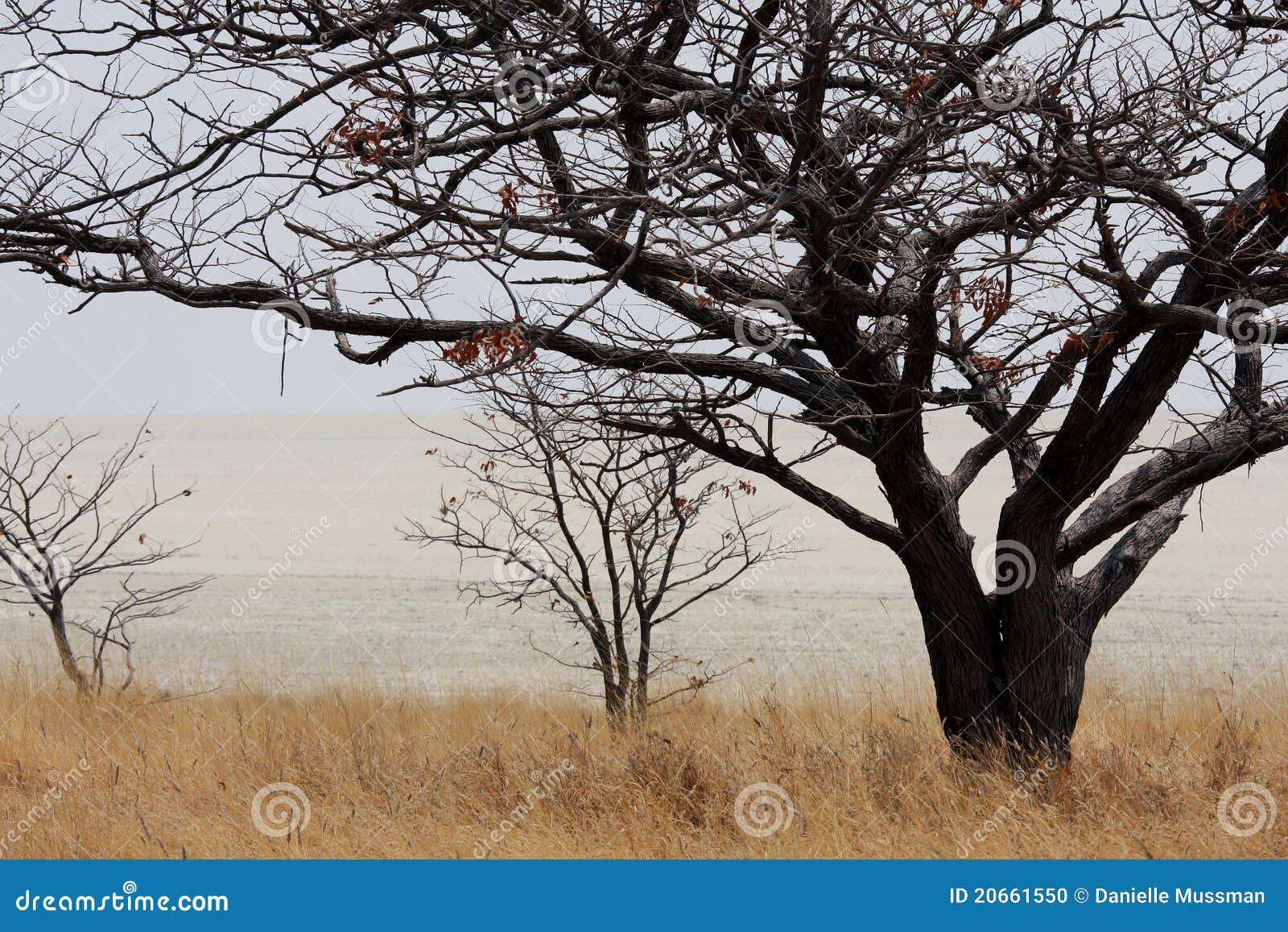 Acacia Tree on African Savannah Stock Photo - Image of namibia, trees ...