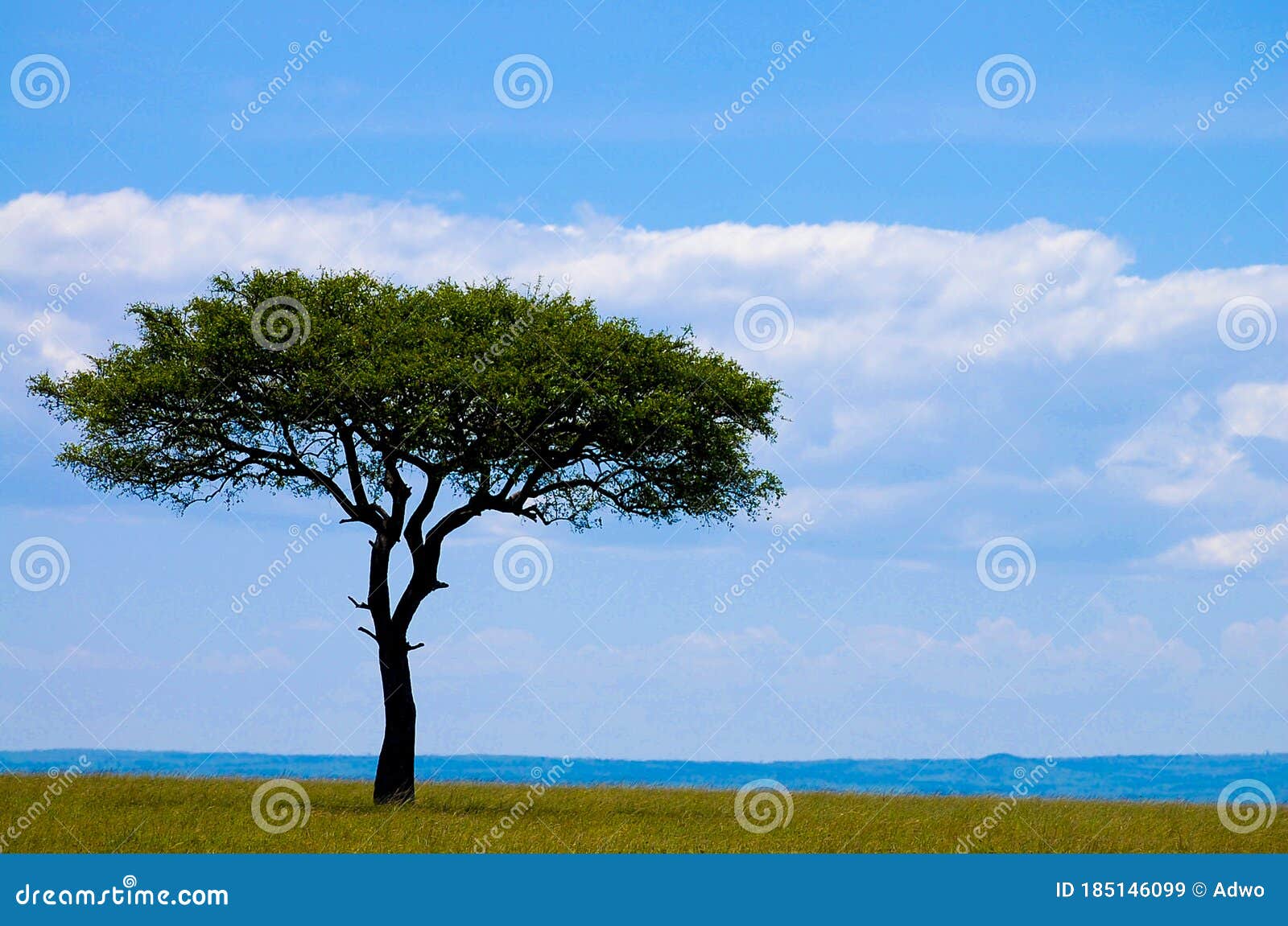 Acacia Tree stock image. Image of savanna, acacia, tourism - 185146099