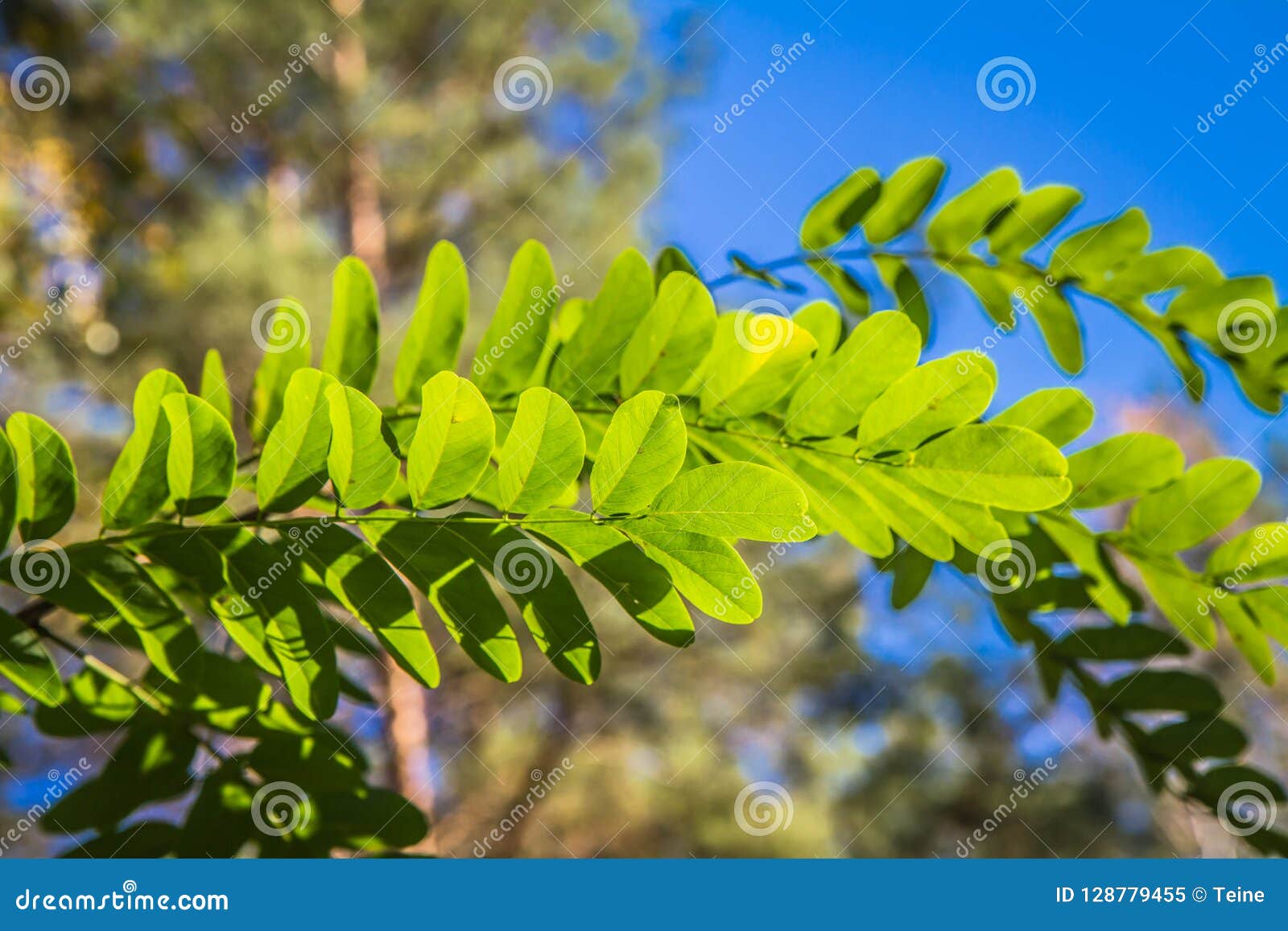 Acacia tree stock image. Image of thorntree, holiday - 128779455