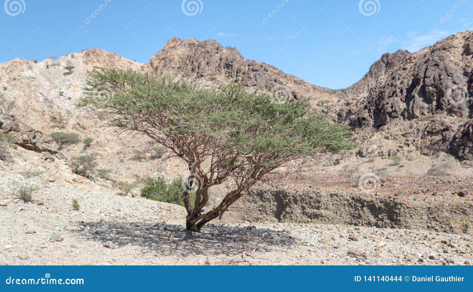 Acacia Tree in Arid Mountains, Oman Stock Photo - Image of bare, tree ...