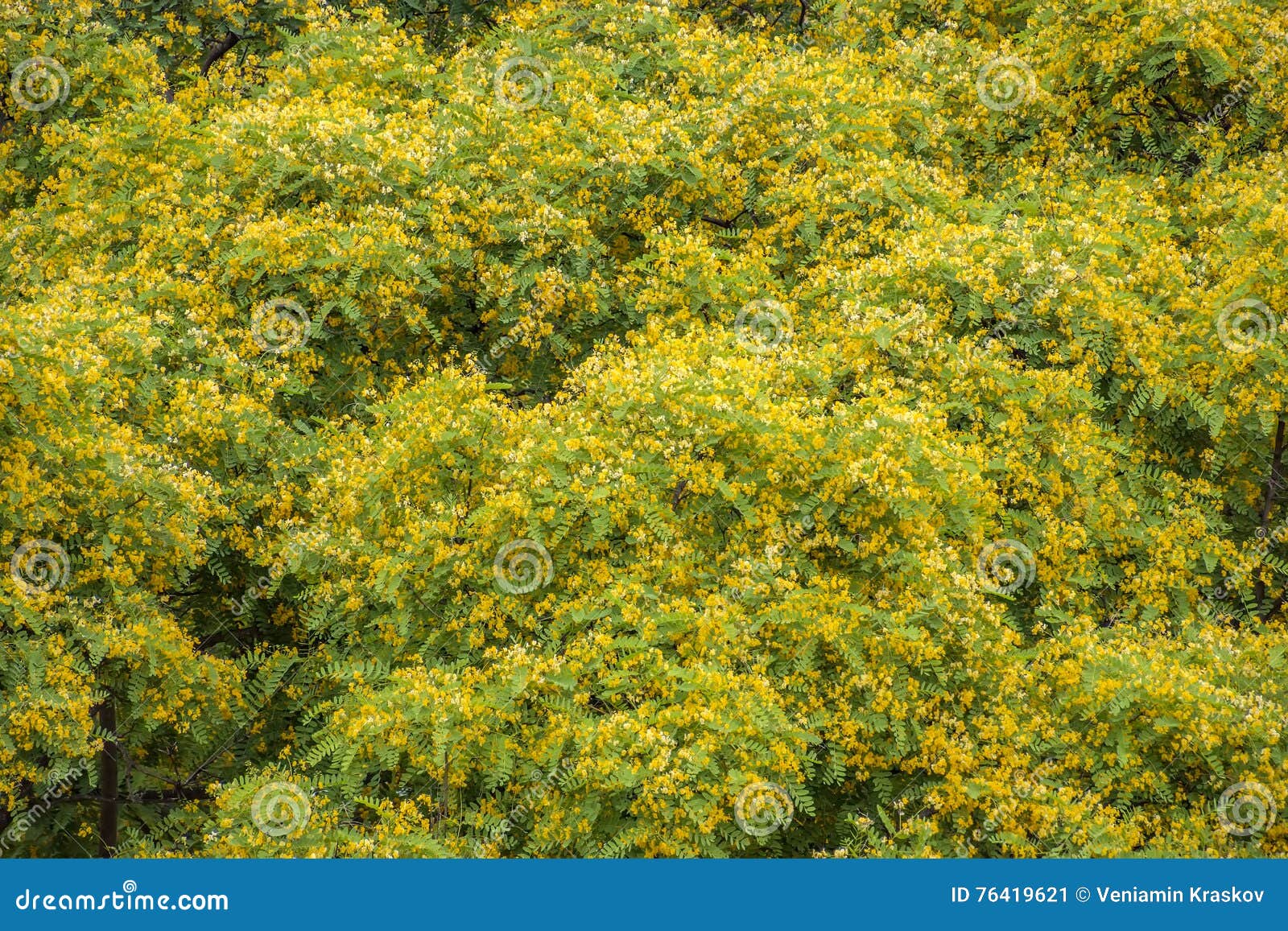 Acacia tree background stock image. Image of blossom - 76419621