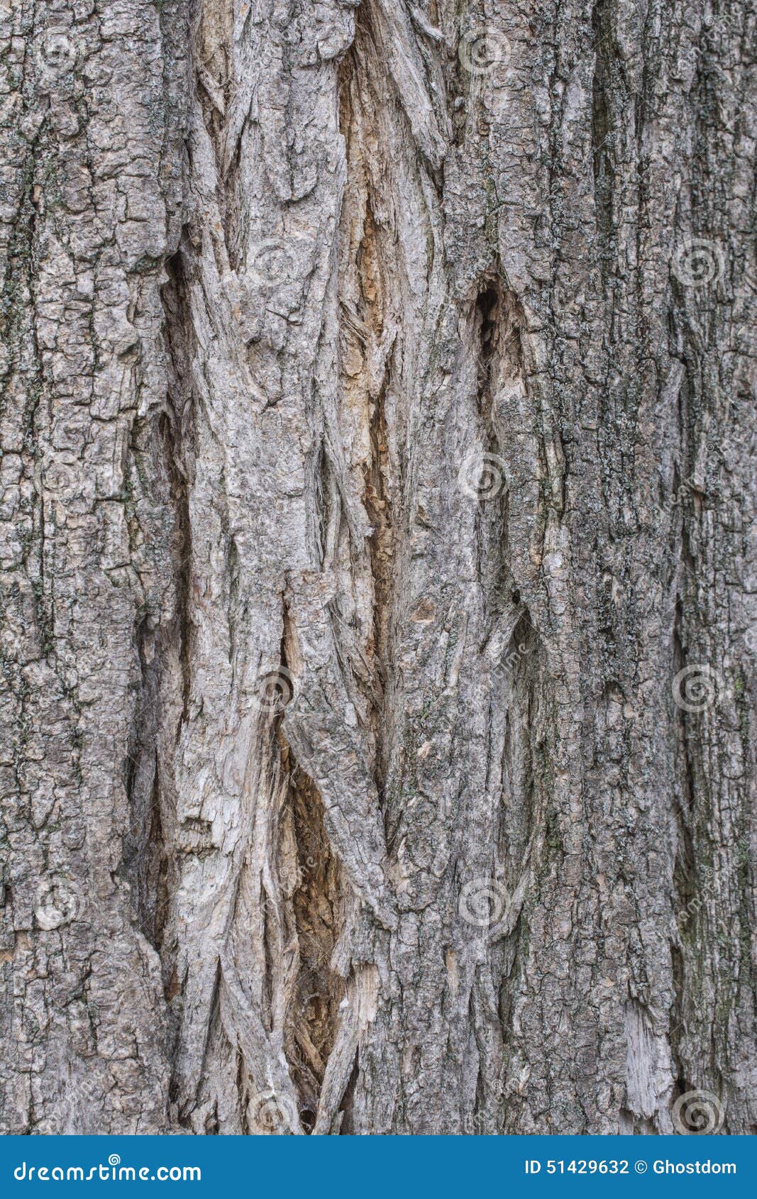 Acacia tree bark stock photo. Image of grove, wood, birch - 51429632