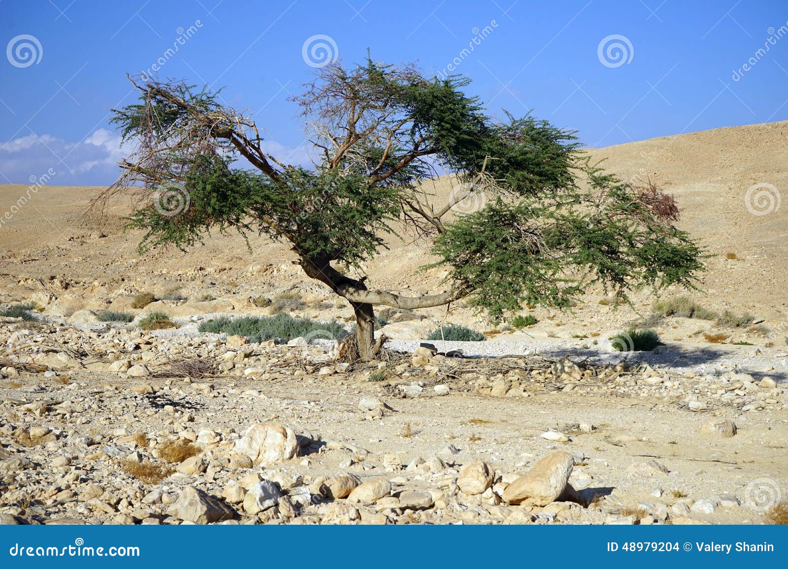Acacia tree stock photo. Image of barren, scenics, remote - 48979204