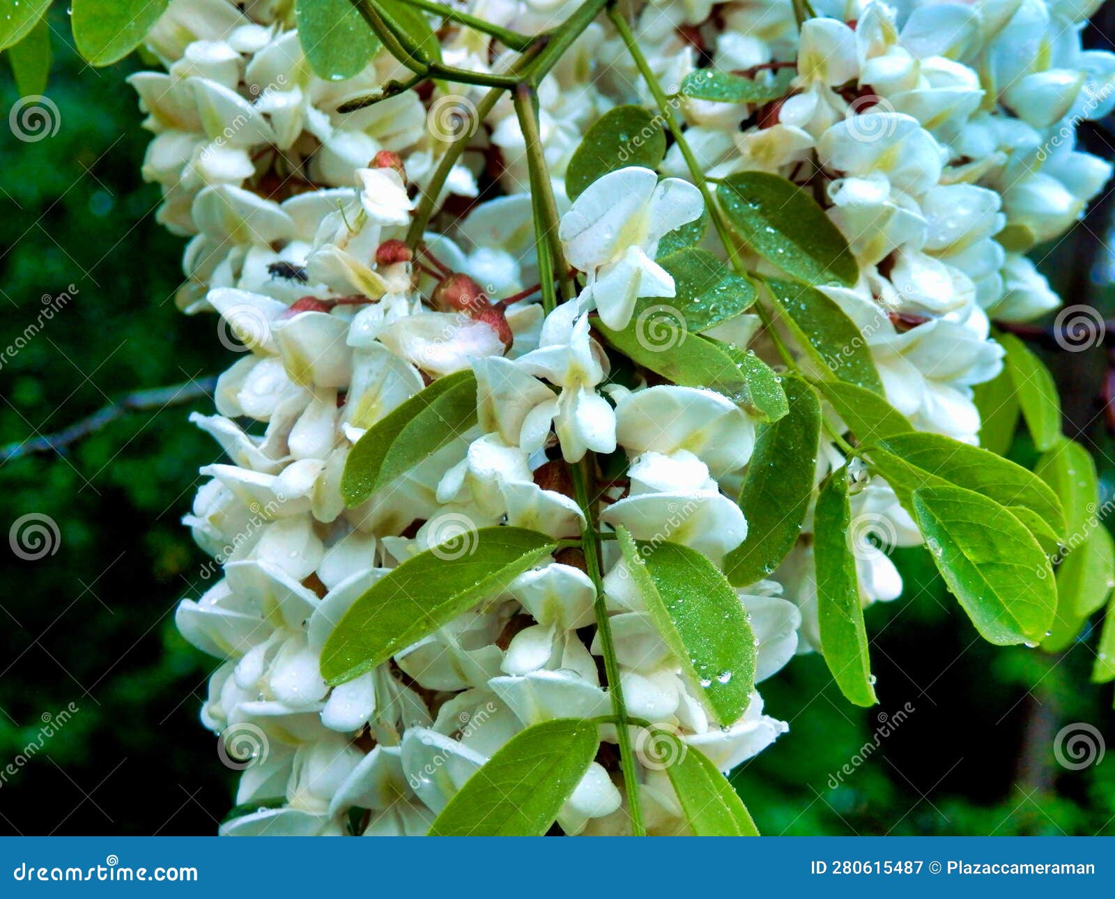 Acacia Tree Bloom stock image. Image of following, outdoor - 280615487