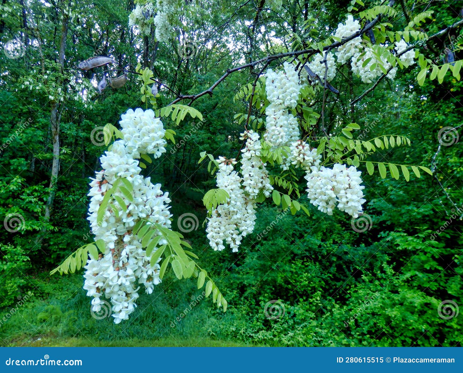 Acacia Tree Bloom stock image. Image of rain, blossom - 280615515