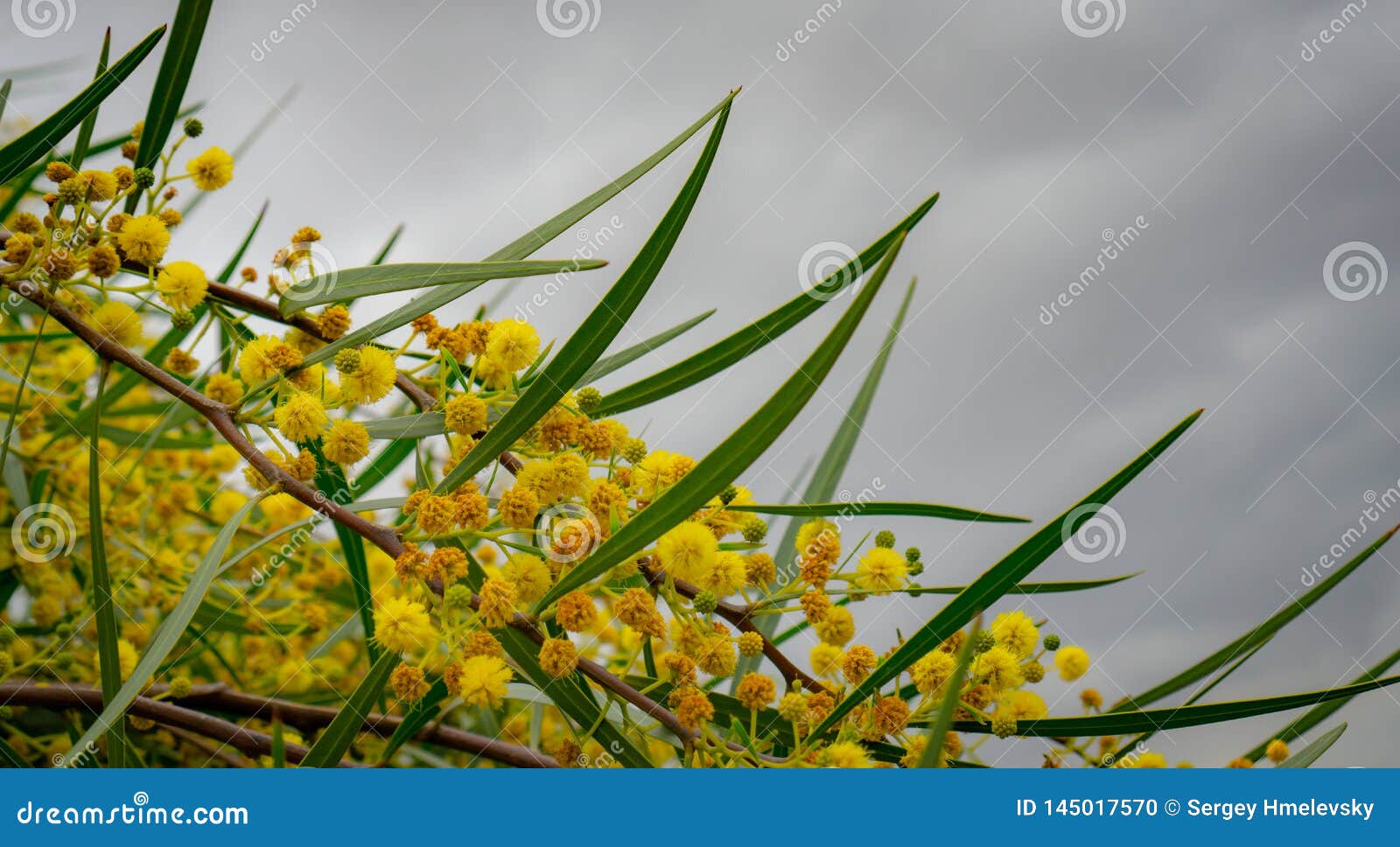 An Acacia tree in bloom stock photo. Image of branch - 145017570