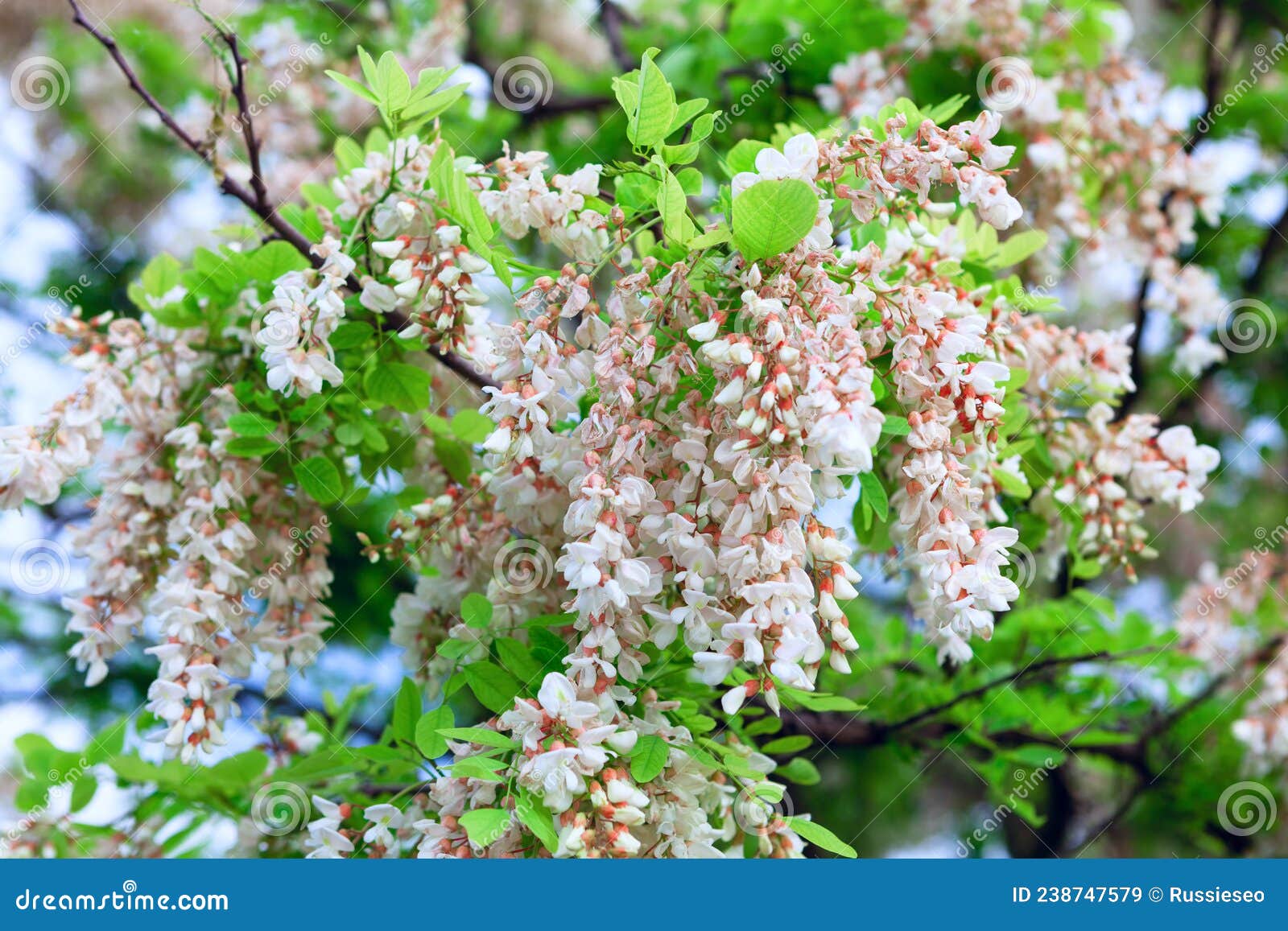 Acacia tree in bloom stock image. Image of flowers, locust - 238747579