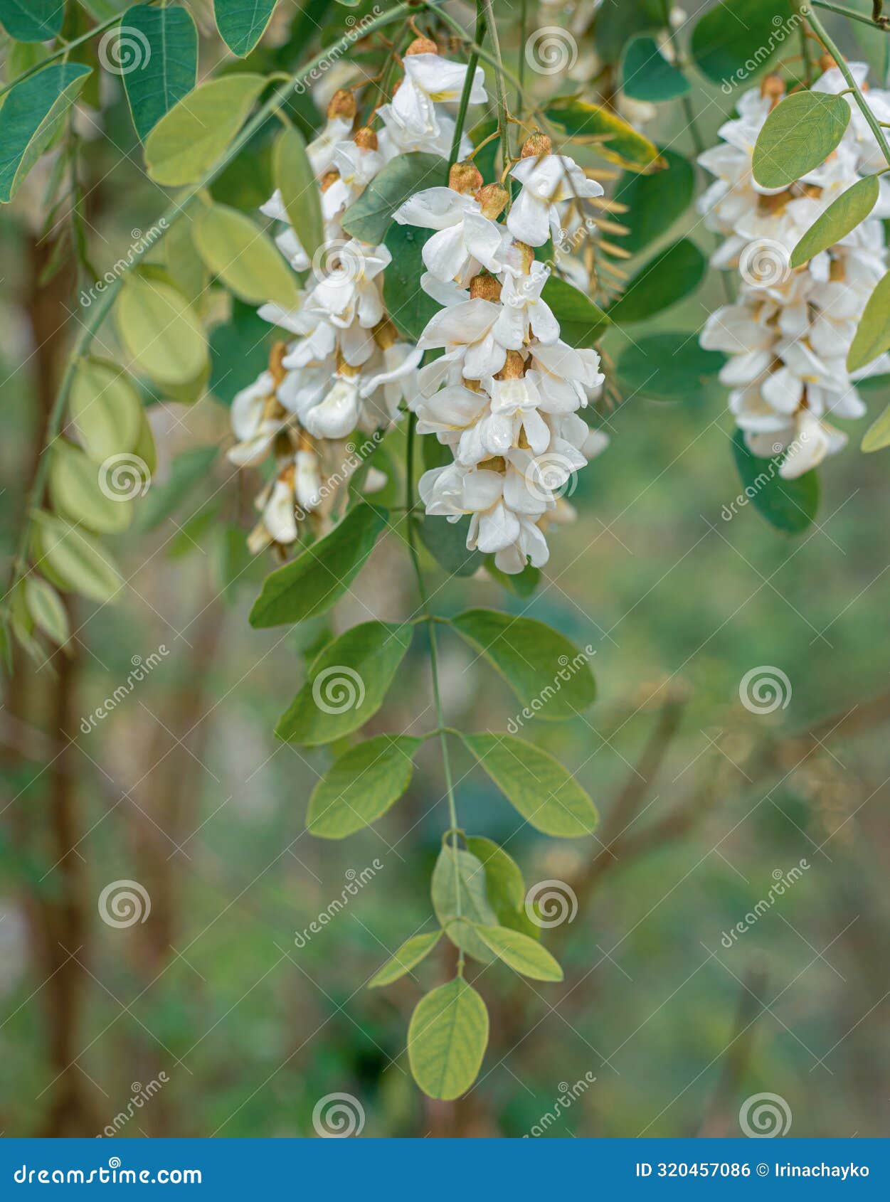 Acacia Tree Blooms in Spring. Flower Branch on a Green Background Stock ...