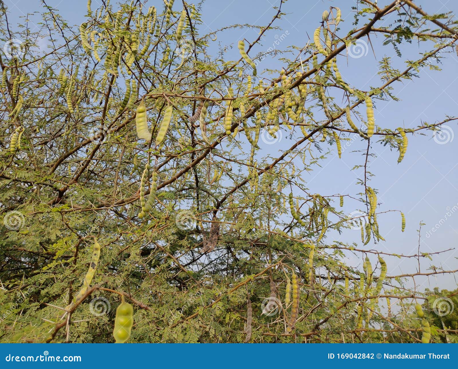 This is a Acacia Tree with Blue Background Stock Photo - Image of ...