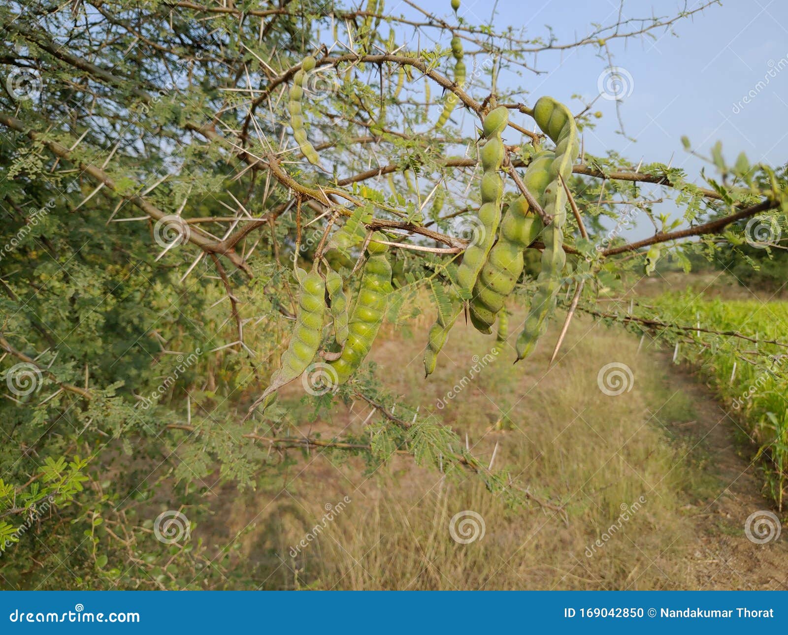 This is a Acacia Tree with Blue Background Stock Photo - Image of ...