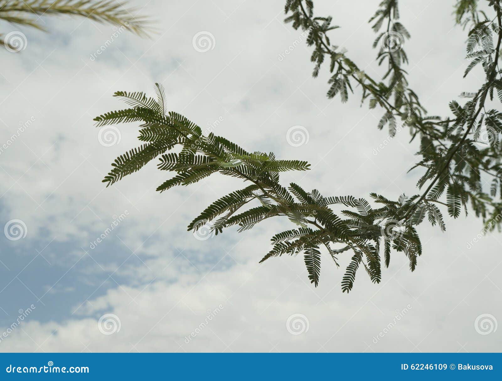 Acacia tree branch stock image. Image of tree, fall, ecosystem - 62246109