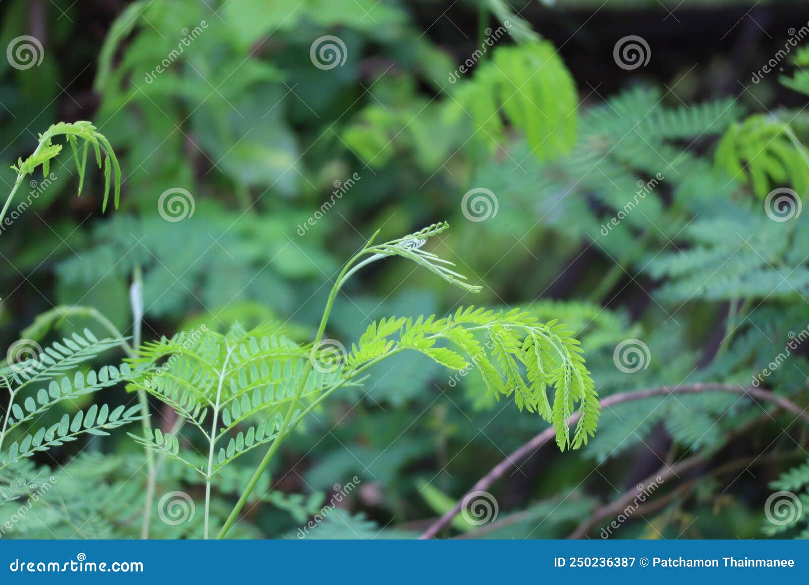 Acacia Tree Branches for Culinary Optional Tropical Forest Stock Image ...