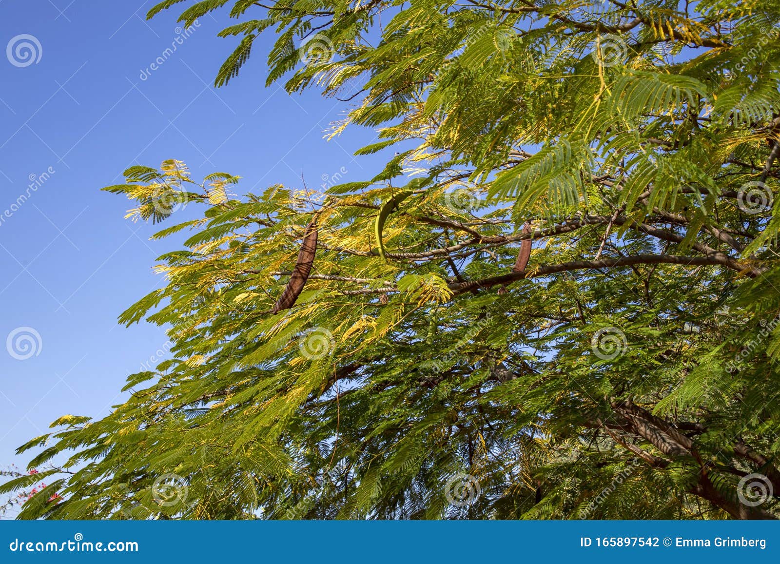 Acacia Tree Branches with Seeds on a Background of Blue Sky Stock Photo ...