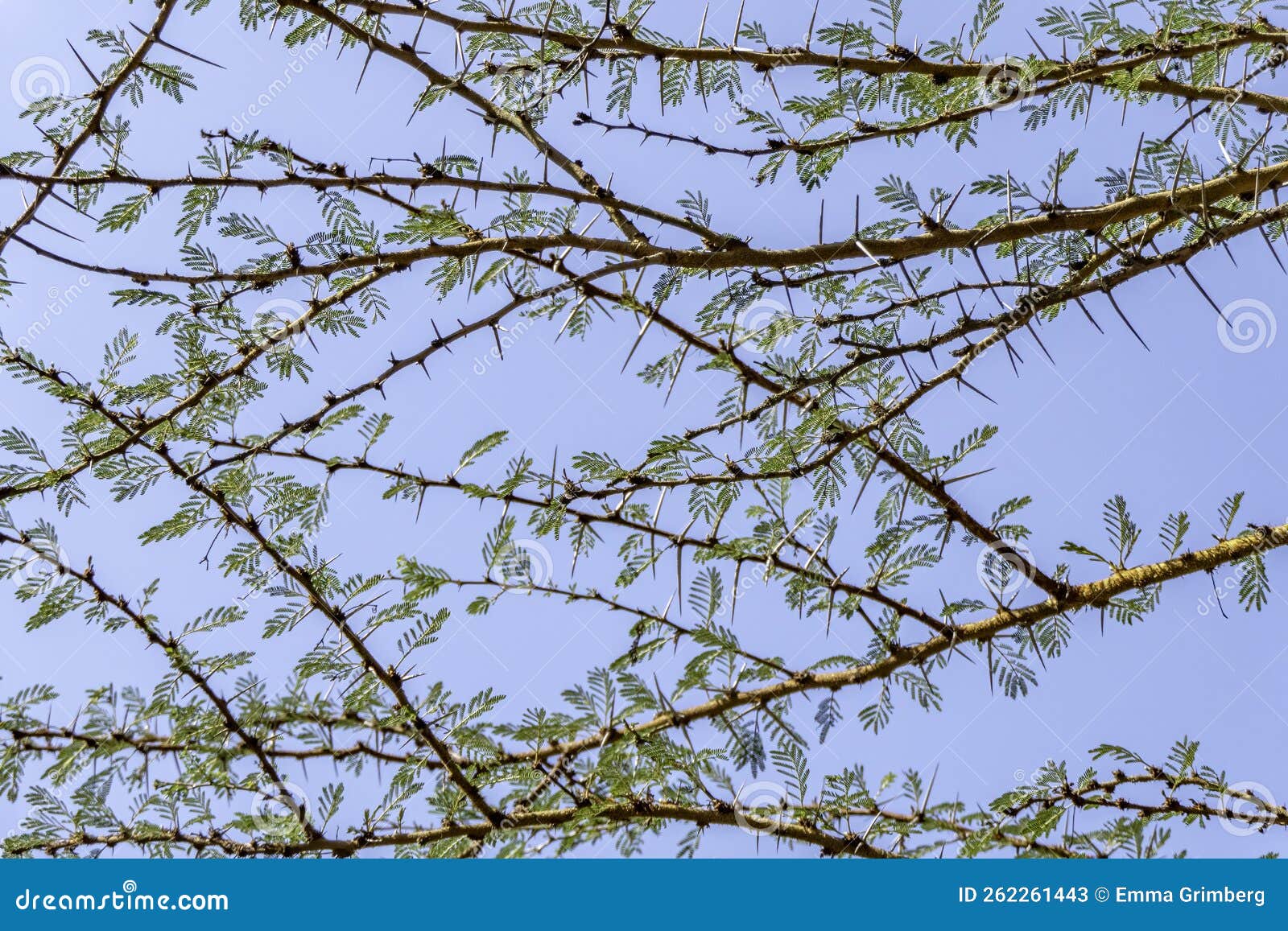 Acacia Tree Branches with Thorns and Young Green Leaves Close-up Stock ...