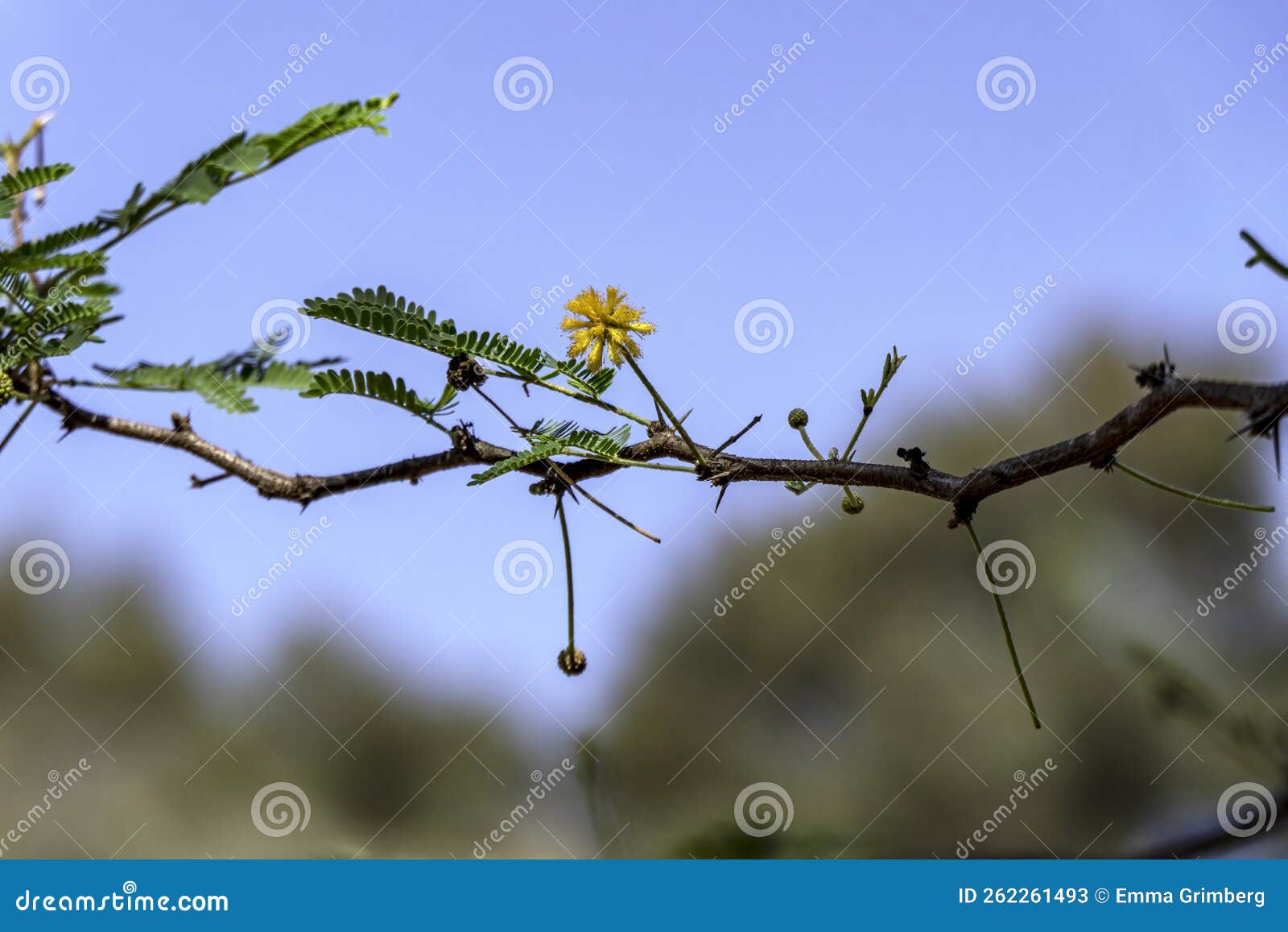 Acacia Tree Branches with Thorns and Young Green Leaves Close-up Stock ...