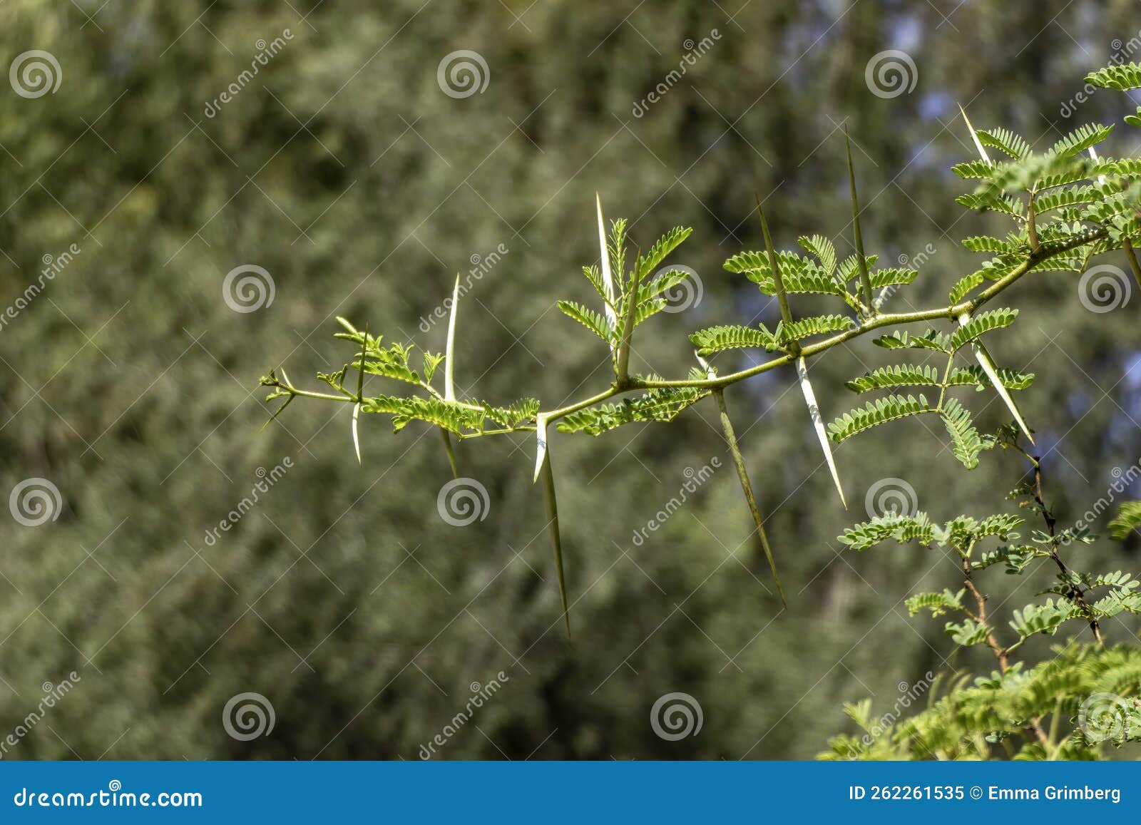 Acacia Tree Branches with Thorns and Young Green Leaves Close-up Stock ...