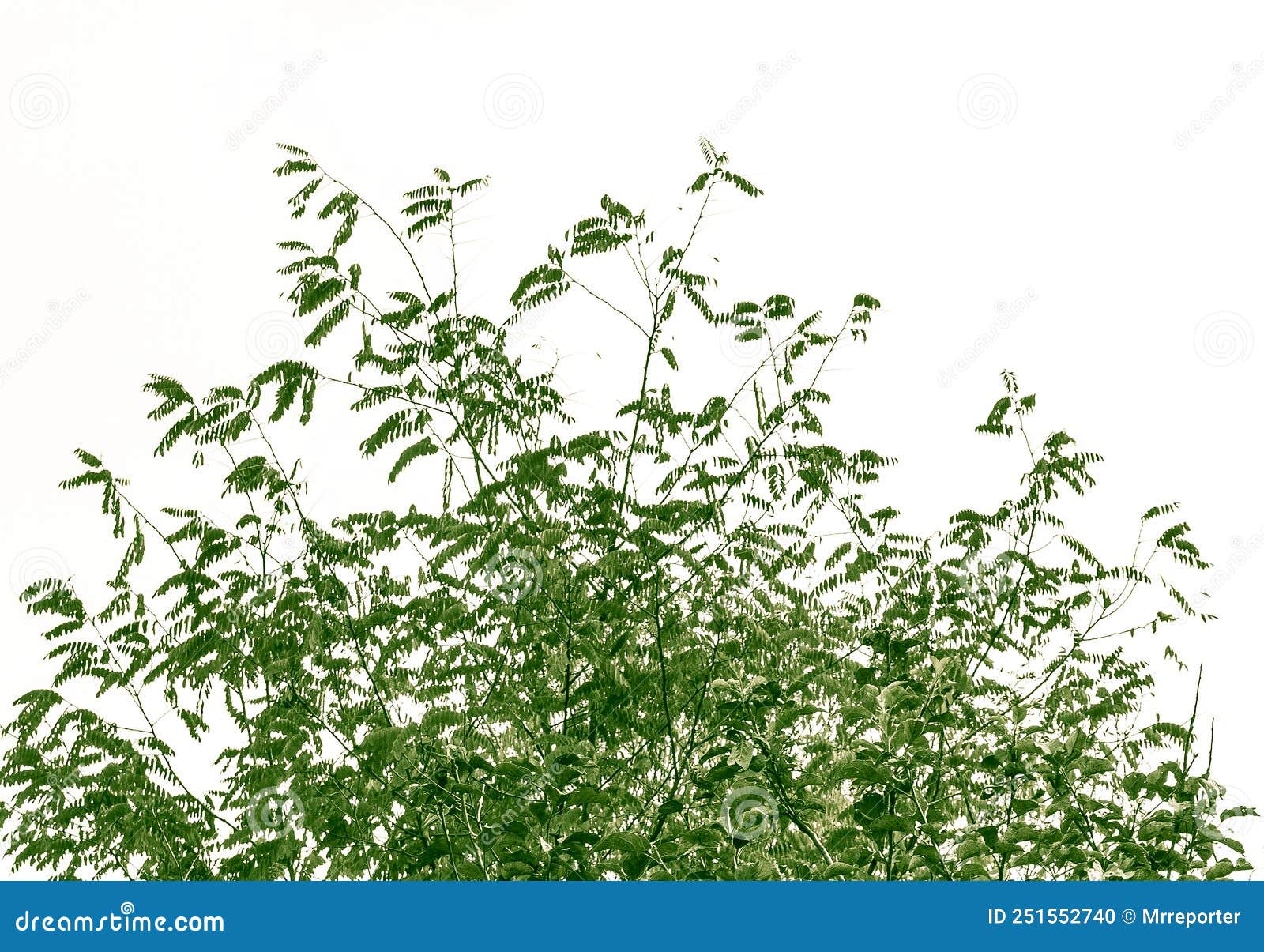 Acacia tree top branches stock photo. Image of cutout - 251552740