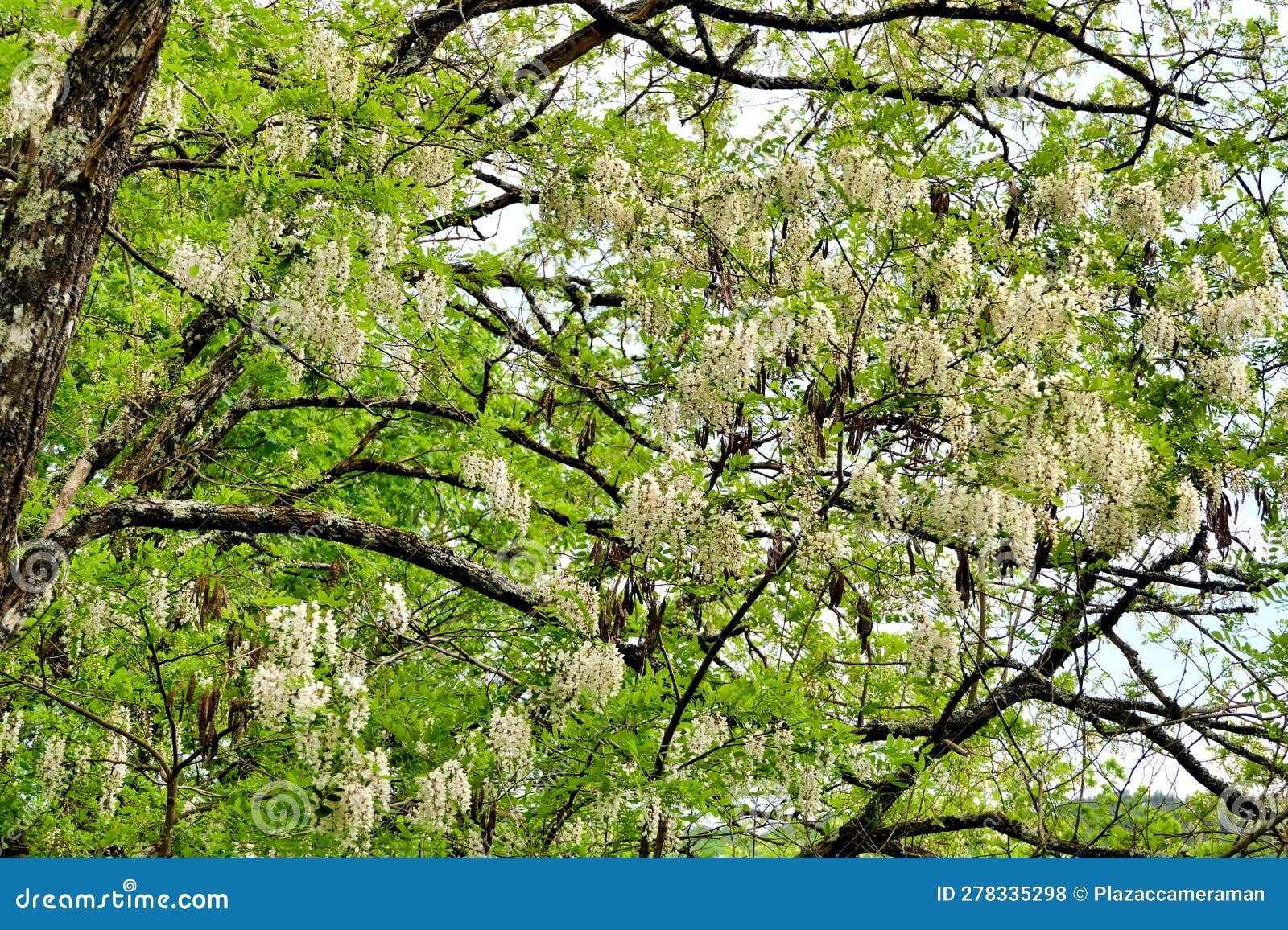 Acacia Tree Canopy stock photo. Image of garden, leaf - 278335298