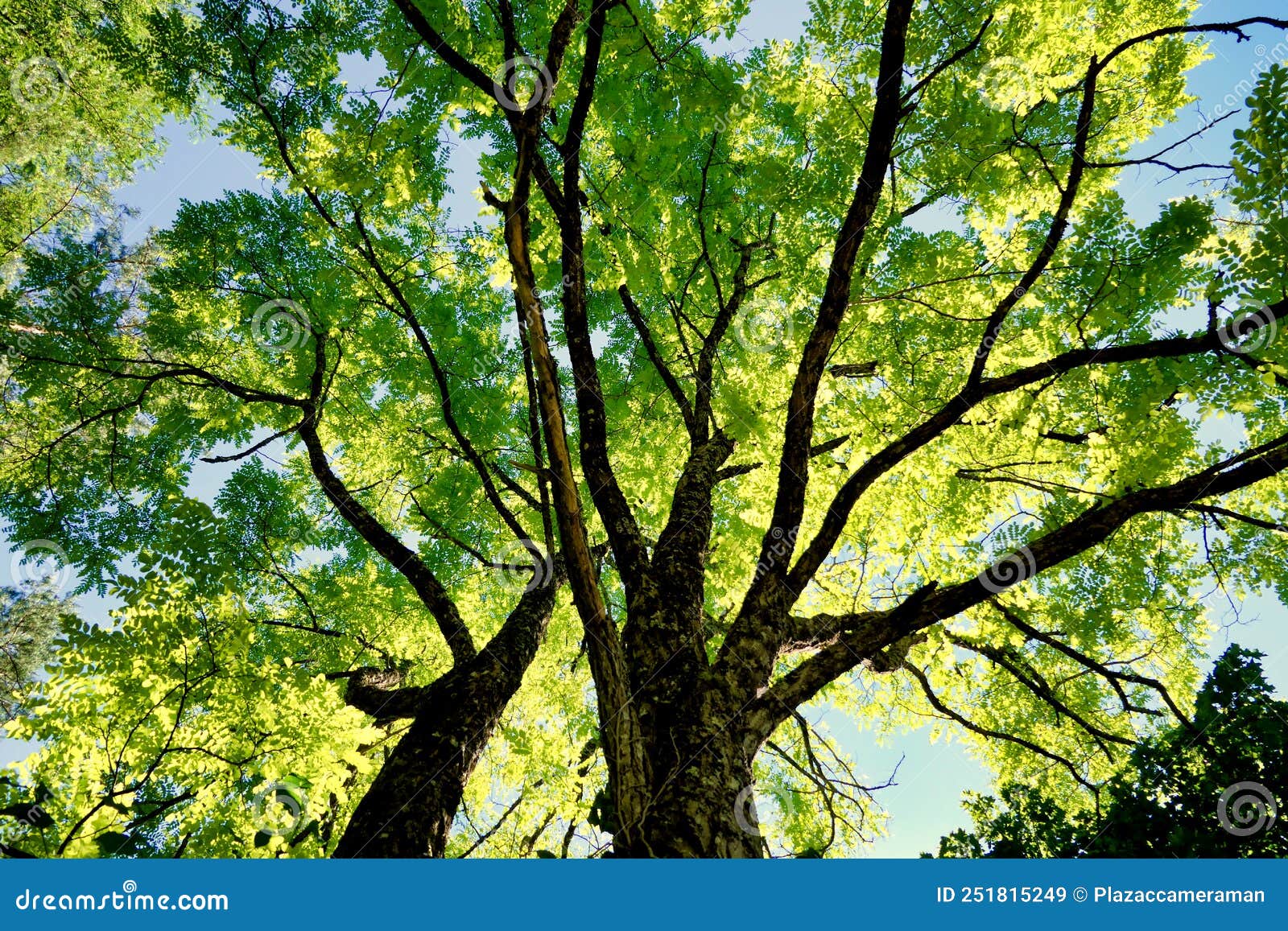 Acacia Tree Canopy stock image. Image of color, garden - 251815249