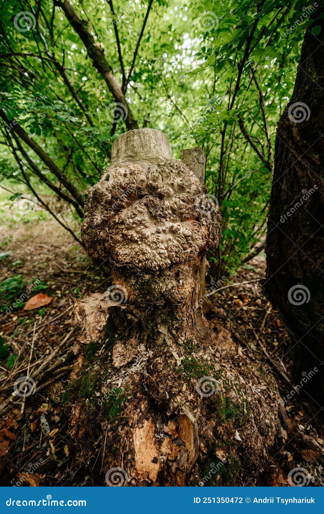 Acacia Tree and Cap on Its Bark, Cap is a Benign Growth on the Tree ...