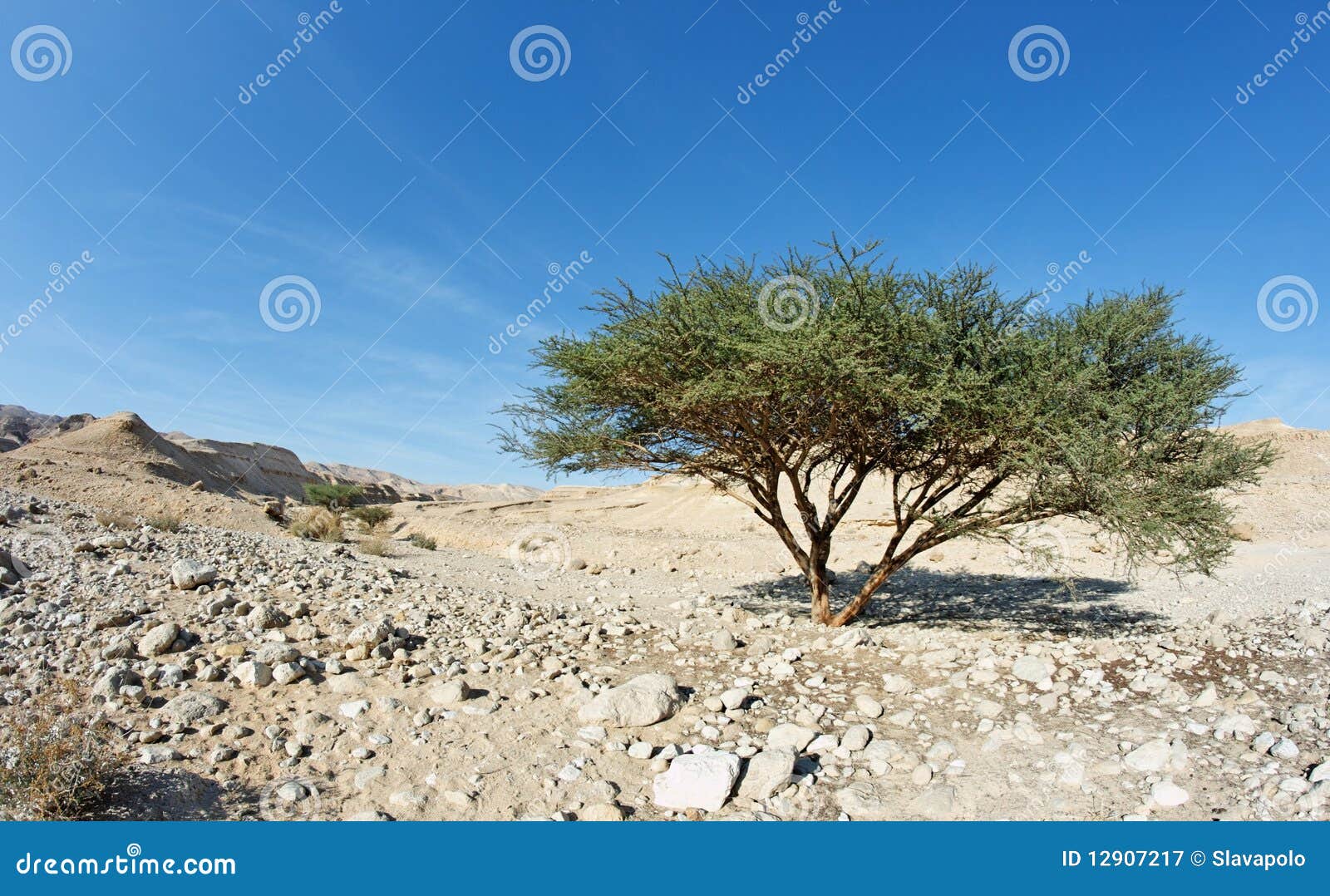 Acacia tree in the desert stock image. Image of nature - 12907217