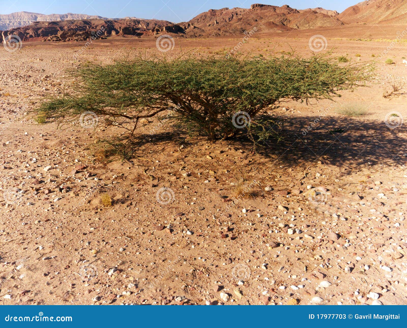 Acacia Tree in the desert stock image. Image of mountains - 17977703