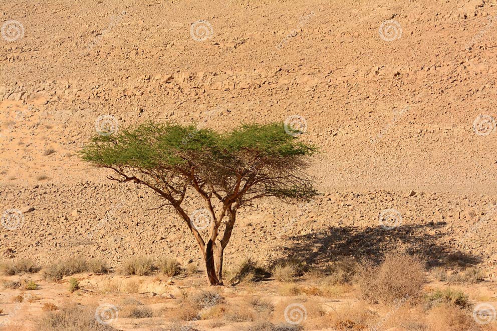 Acacia Tree in the desert, stock image. Image of climate - 72658467